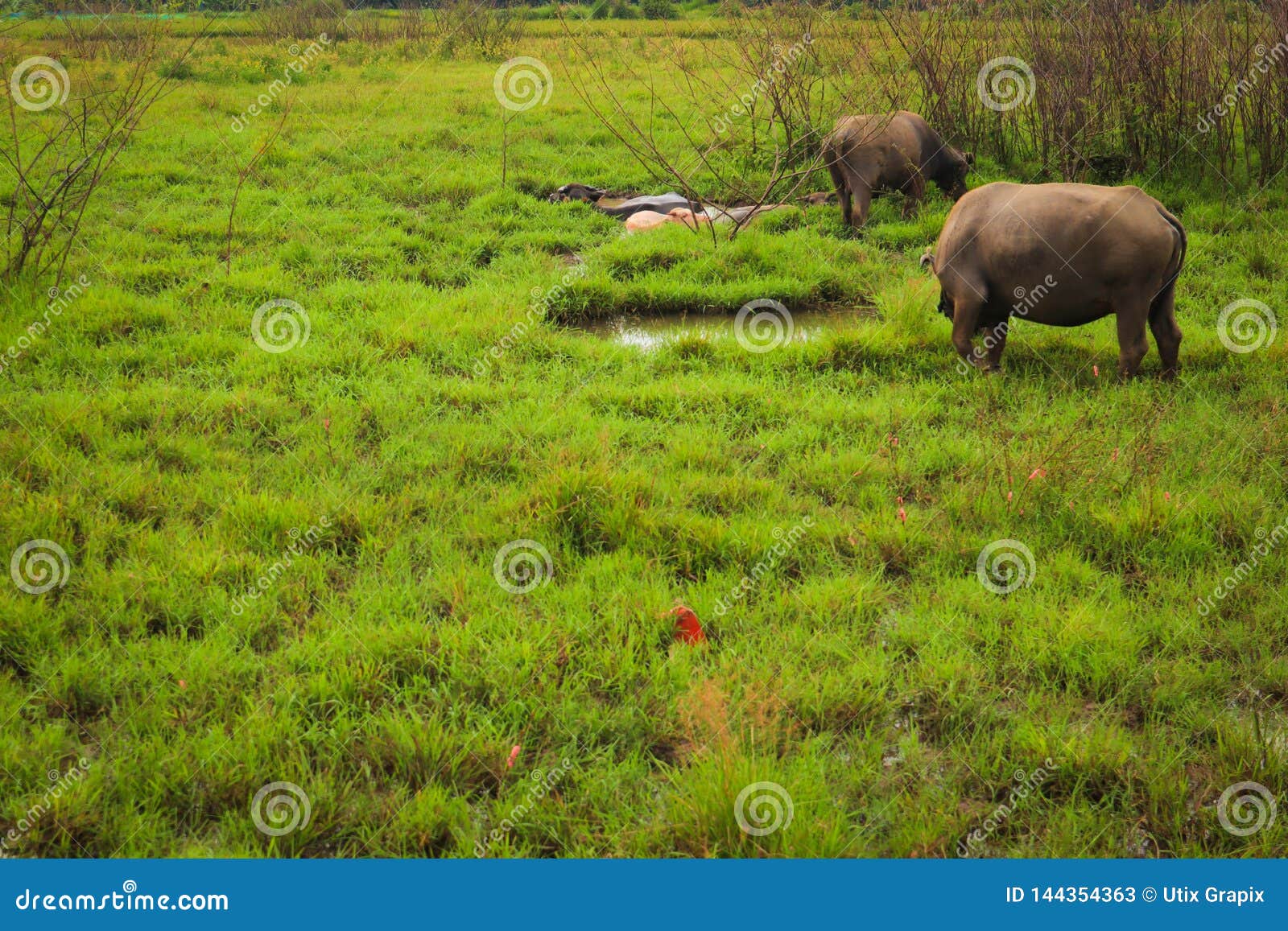 Buffalo eat grass stock image. Image of animal, mammal - 144354363