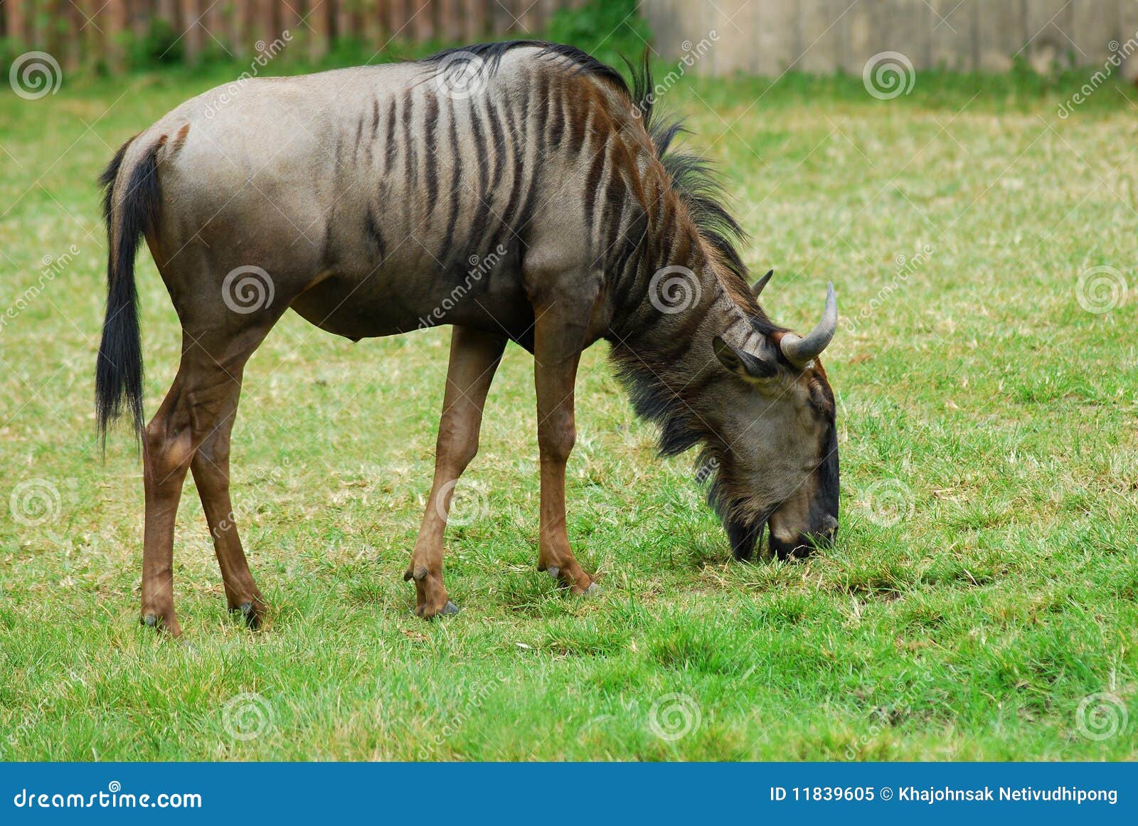 Buffalo eating stock image. Image of meadow, feeding - 11839605