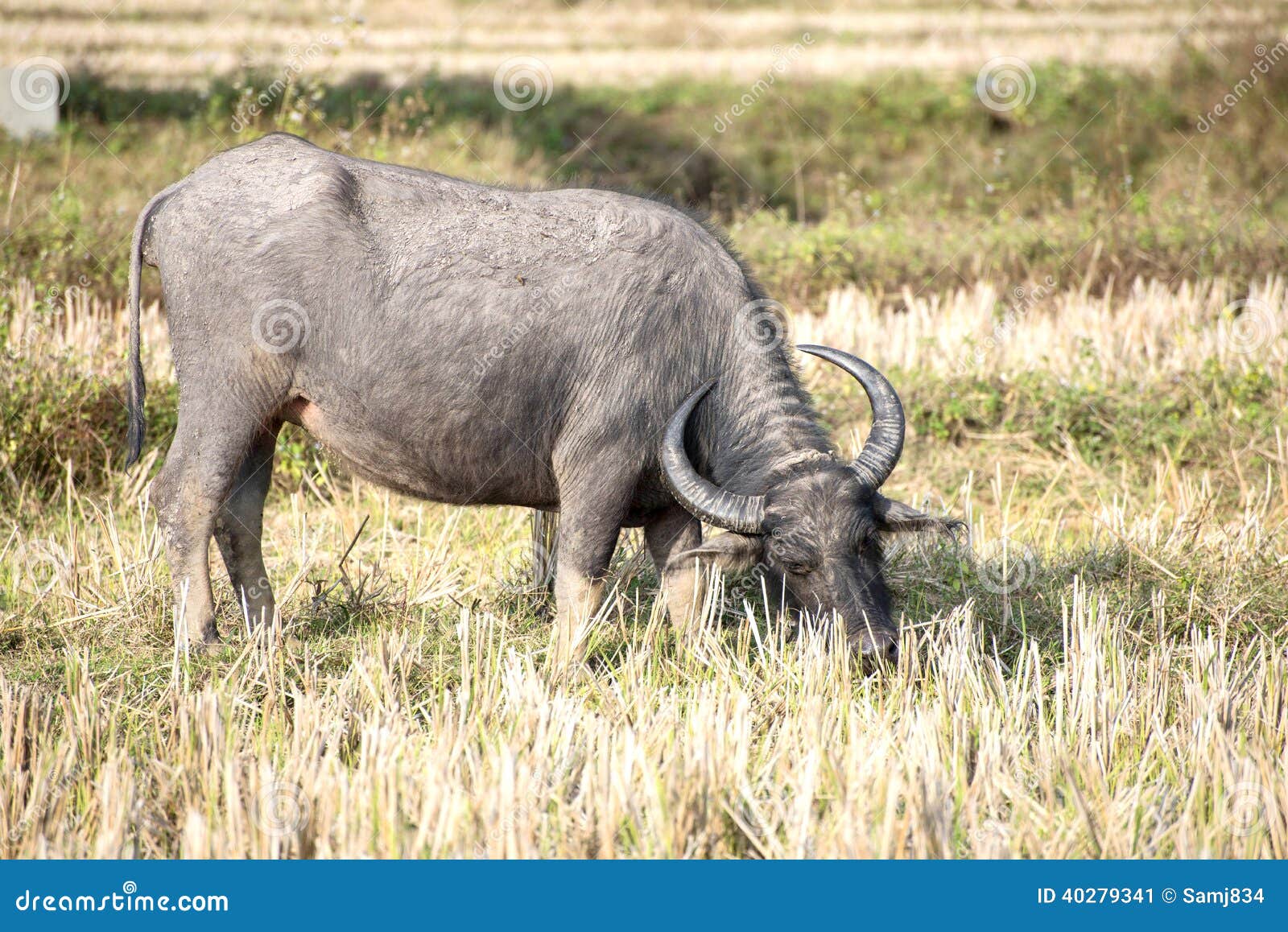 Buffalo Eating Grass stock image. Image of grass, agriculture - 40279341