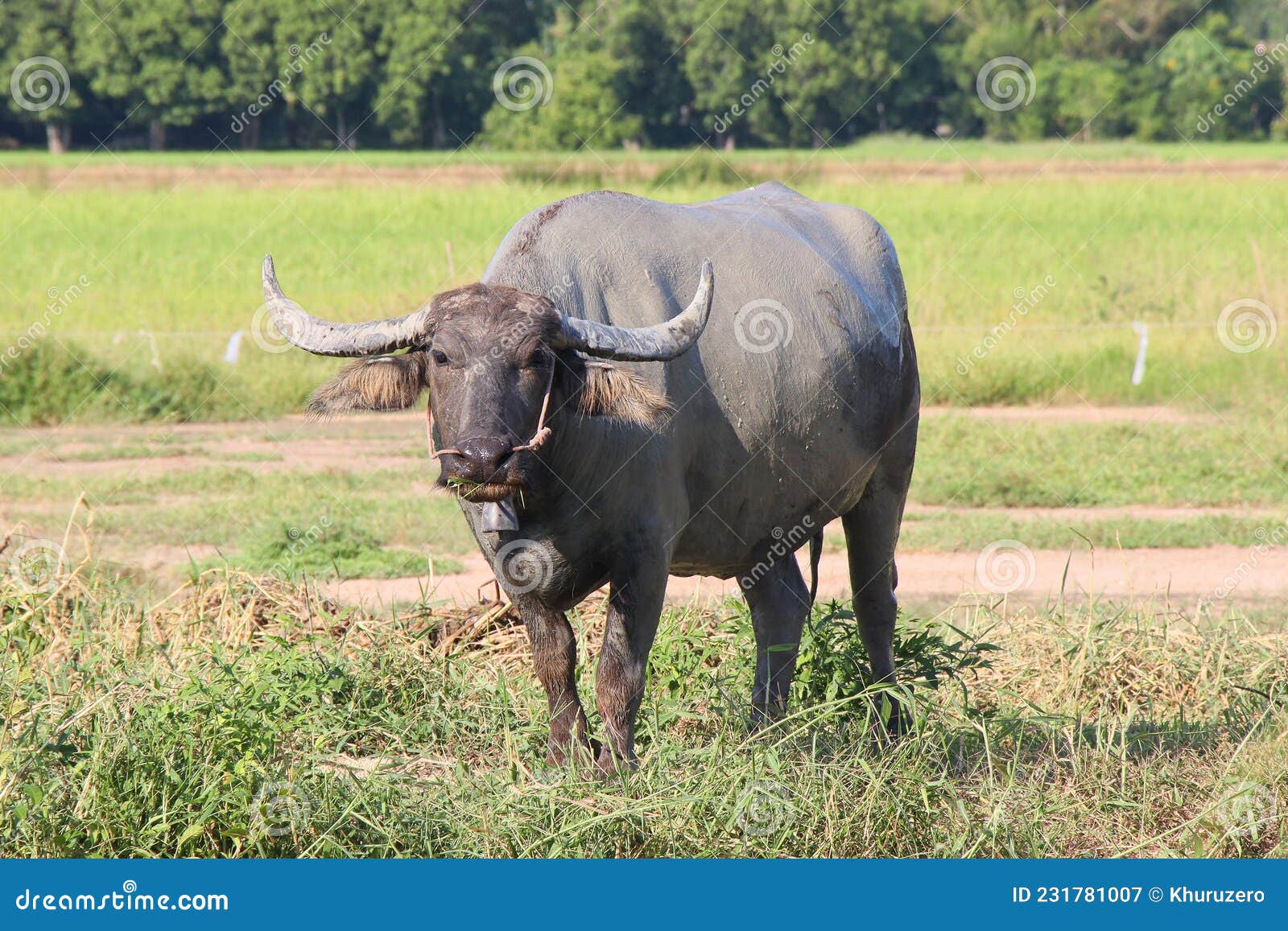 Buffalo Eating Grass on Field Stock Image - Image of buffalo, eating ...