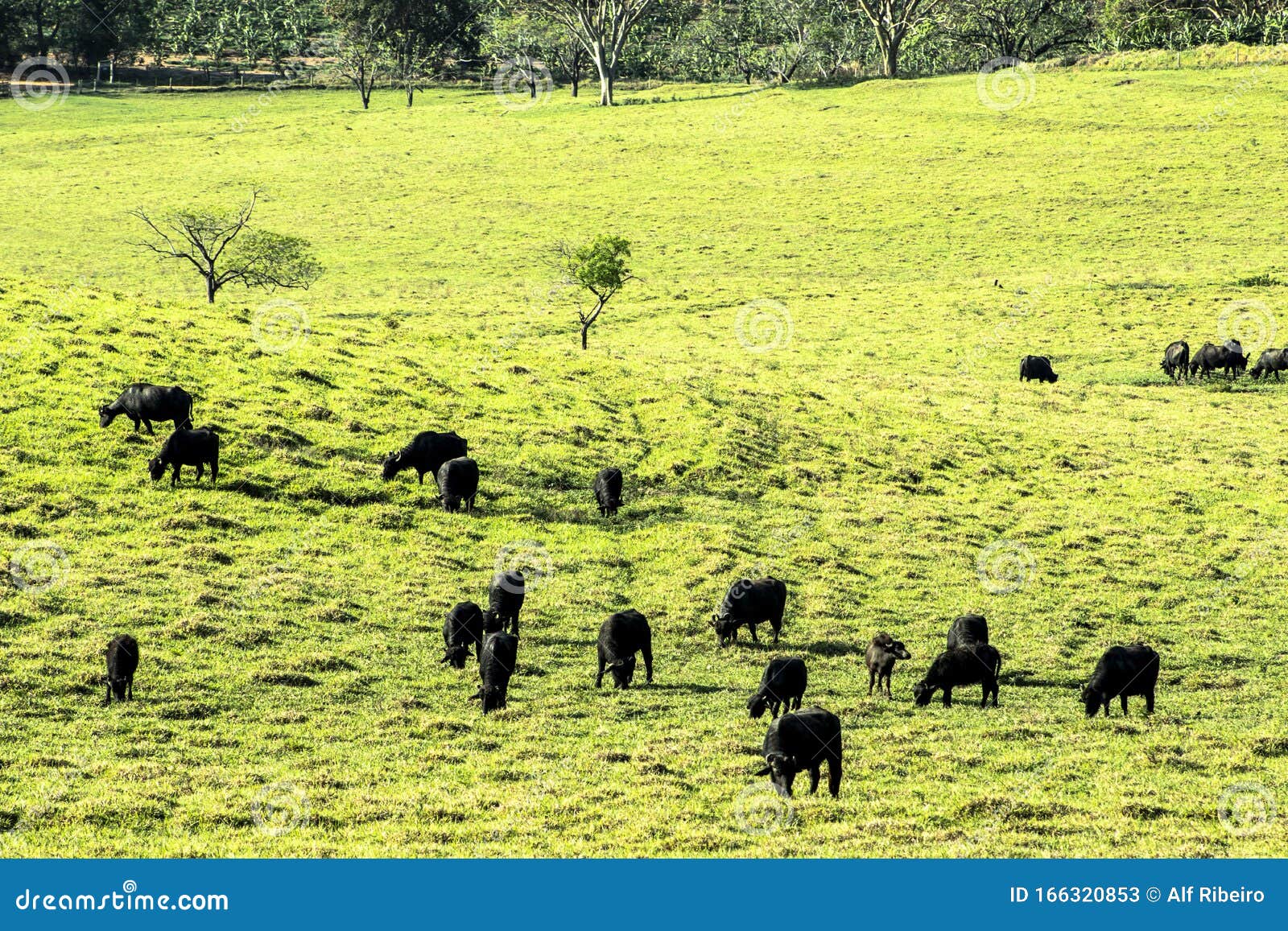 Buffalo Eating Grass on Field Stock Image - Image of calm, brazil ...