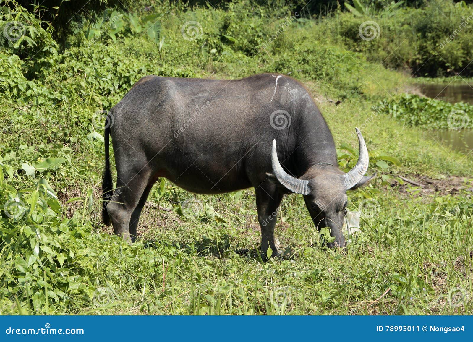 Buffalo Eating Grass in the Fields Stock Image - Image of culture ...