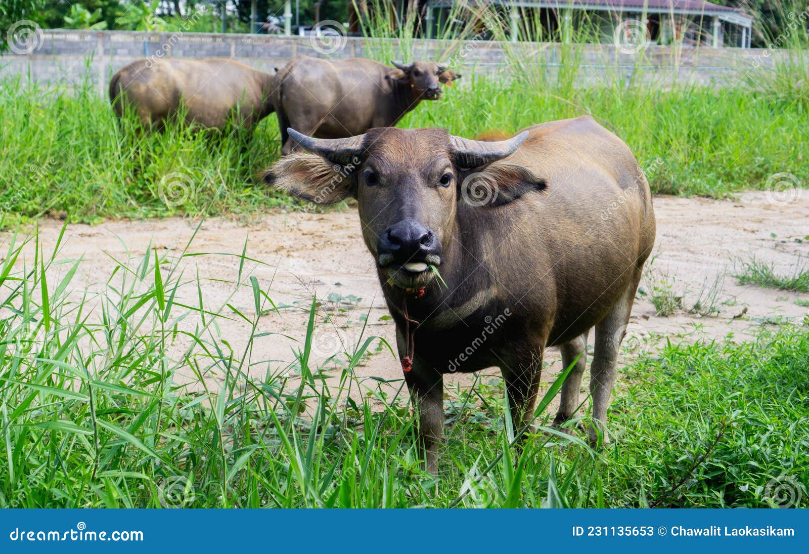 Buffalo Eating Grass in Nature Stock Image - Image of asian, large ...