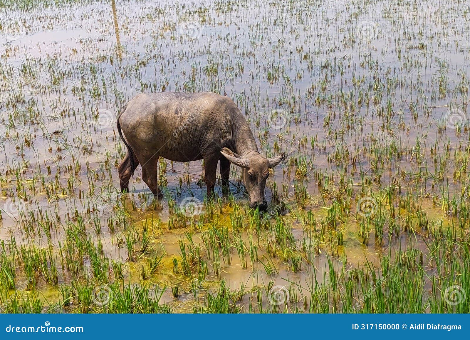 A Buffalo is Eating Grass in a Rice Field Stock Photo - Image of beauty ...