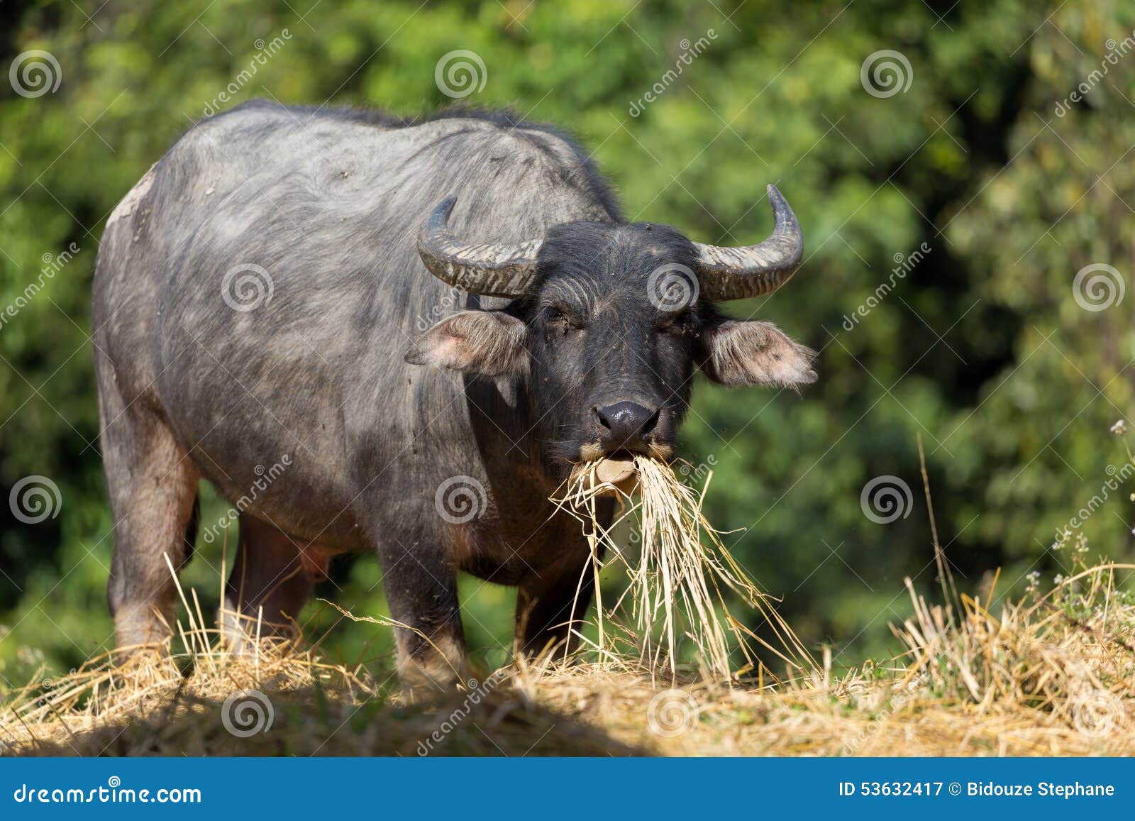 Buffalo eating hay stock image. Image of horned, farming - 53632417