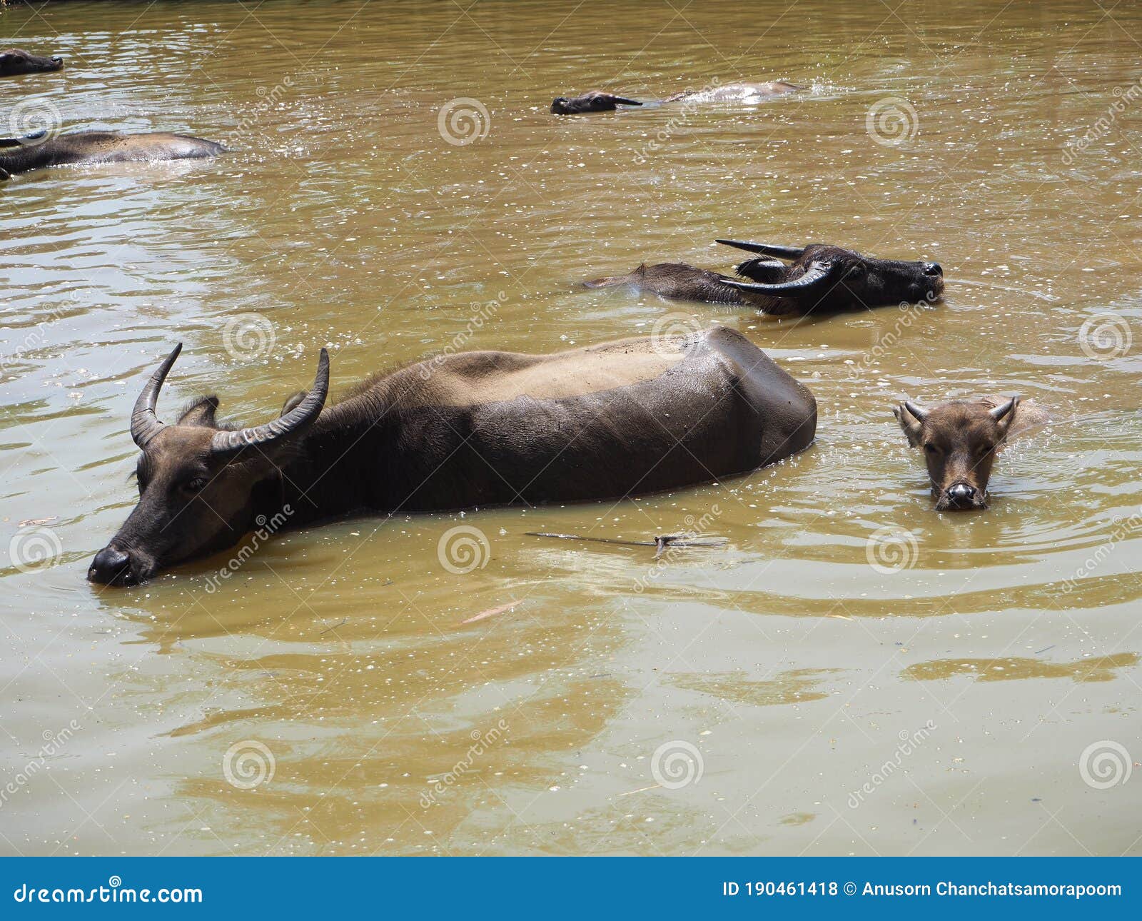 Buffalo Enjoy with Its Swimming. Stock Photo - Image of buffalo ...