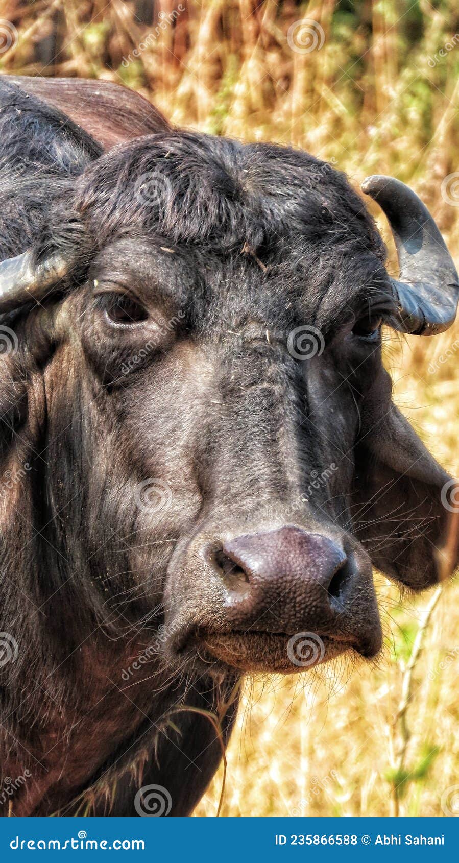 Buffalo Face Close Up Photo Stock Photo - Image of face, animal: 235866588