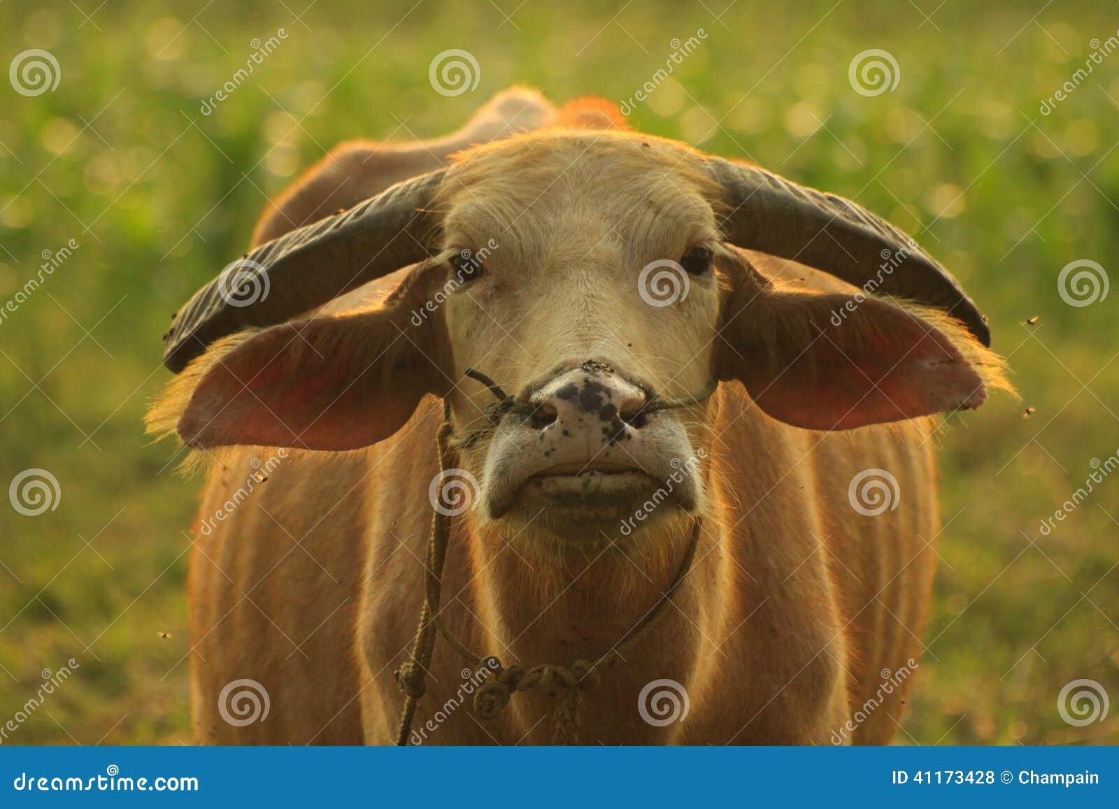 Buffalo face at stock photo. Image of thailand, beautiful - 41173428