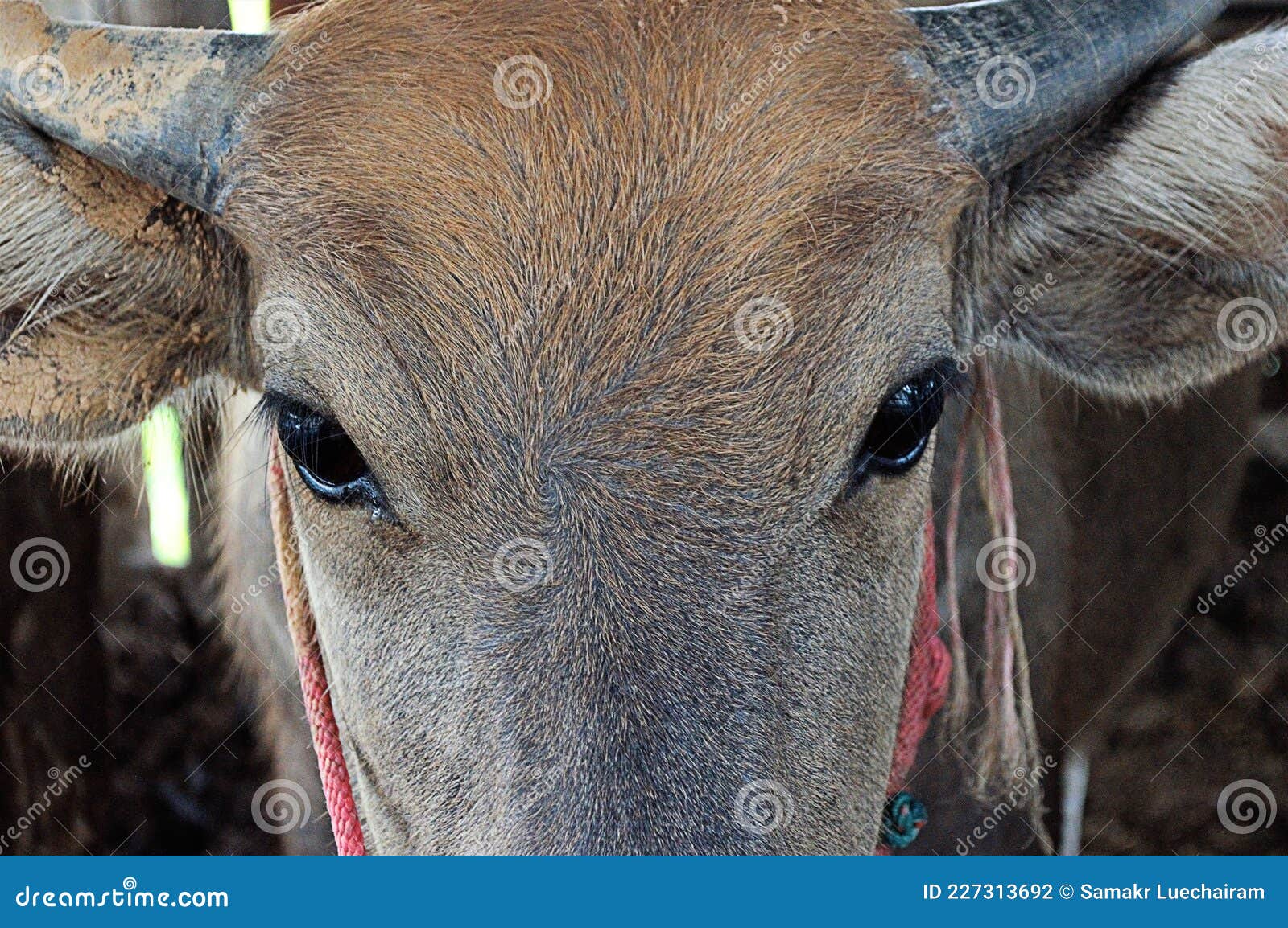 Buffalo Face that Pass a Rope through the Nose of the Buffalo Stock ...