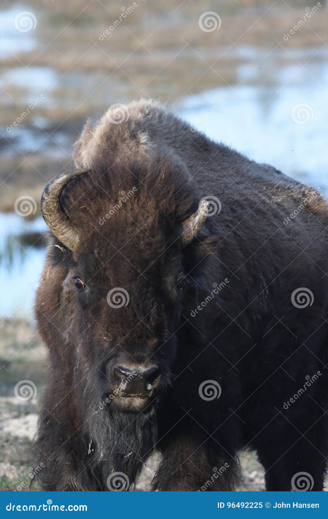 Buffalo face stock image. Image of bisons, fauna, buffalo - 96492225