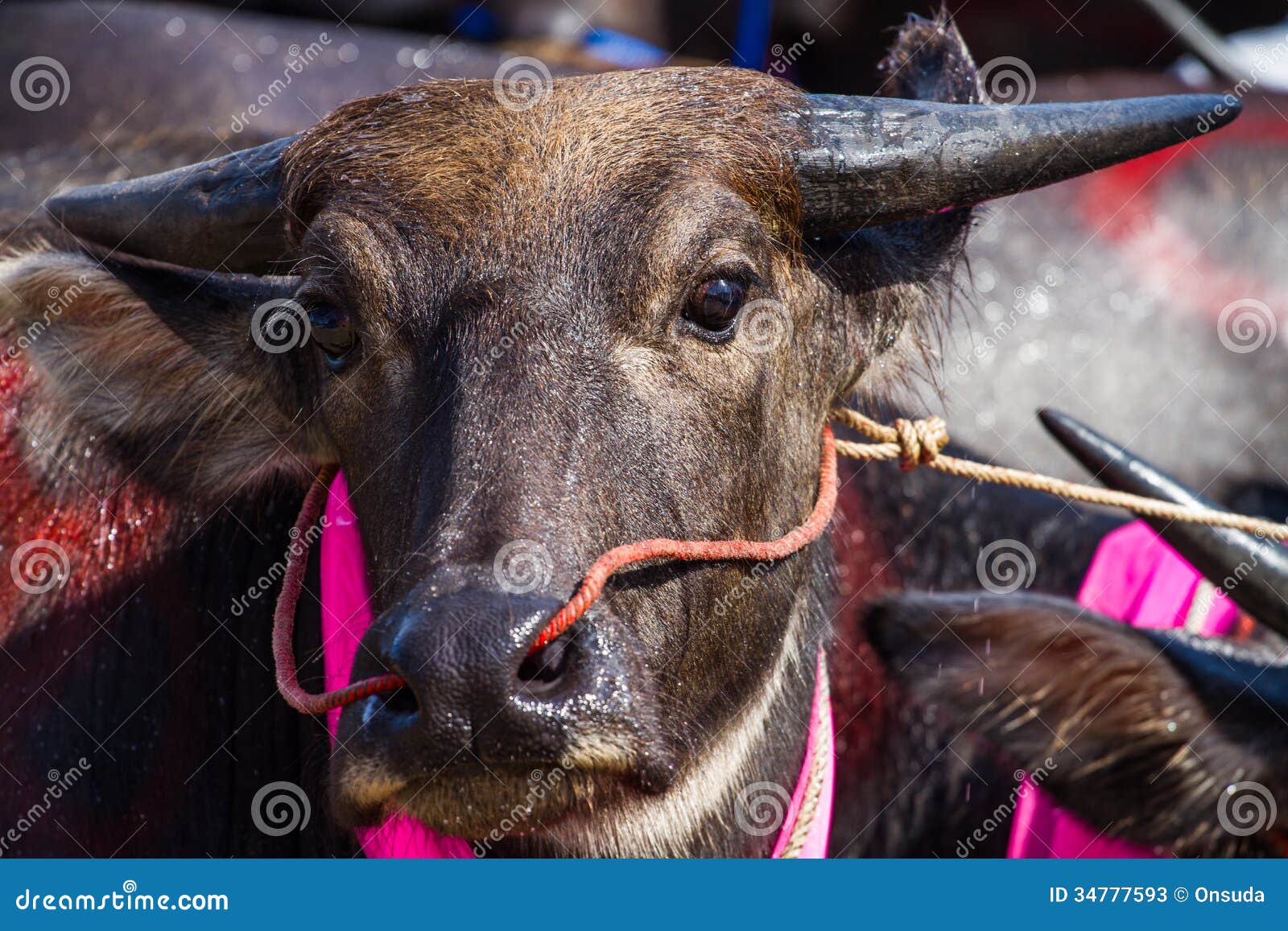 Buffalo face stock image. Image of traditional, young - 34777593