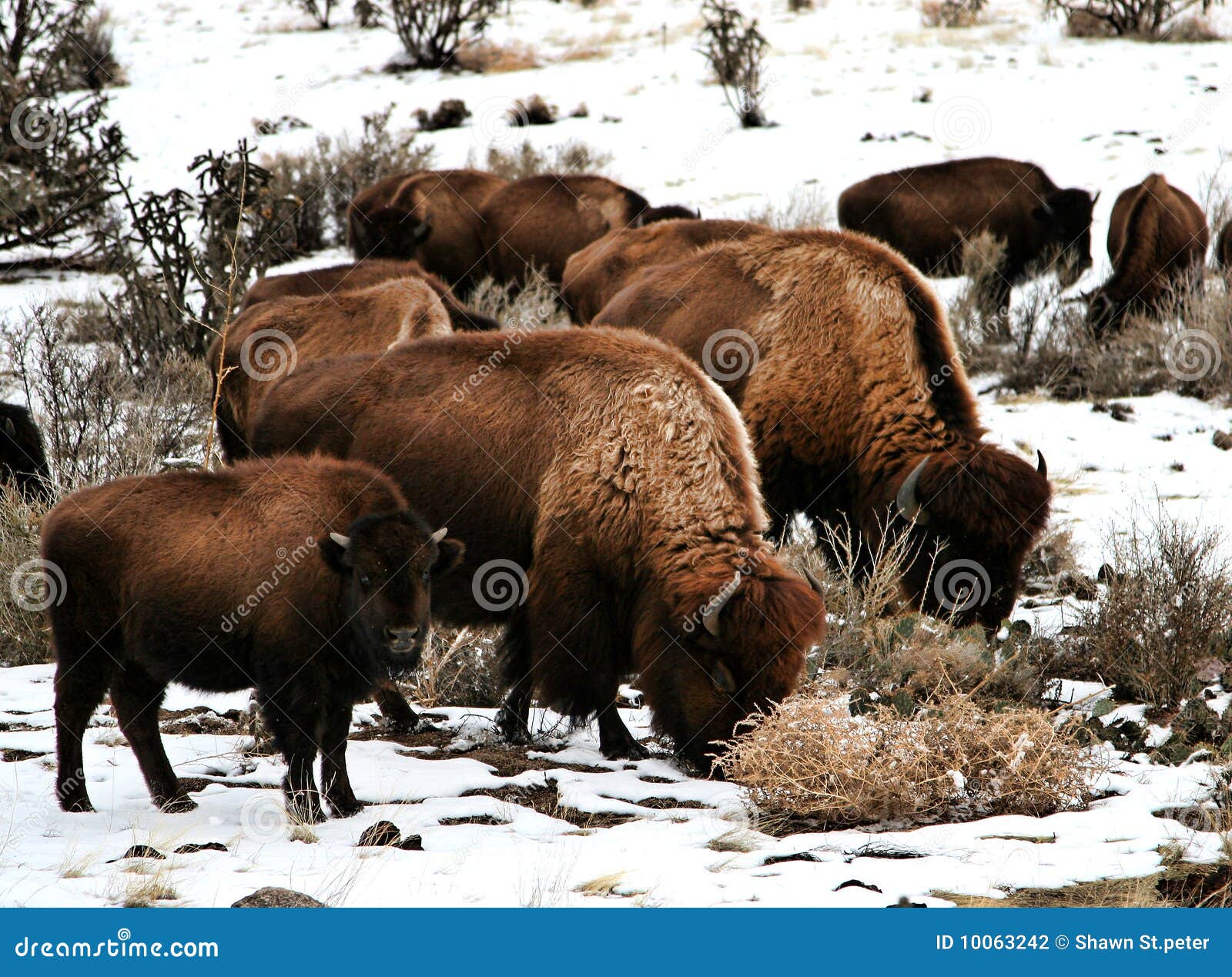 Buffalo Family stock photo. Image of baby, buffalo, animals - 10063242