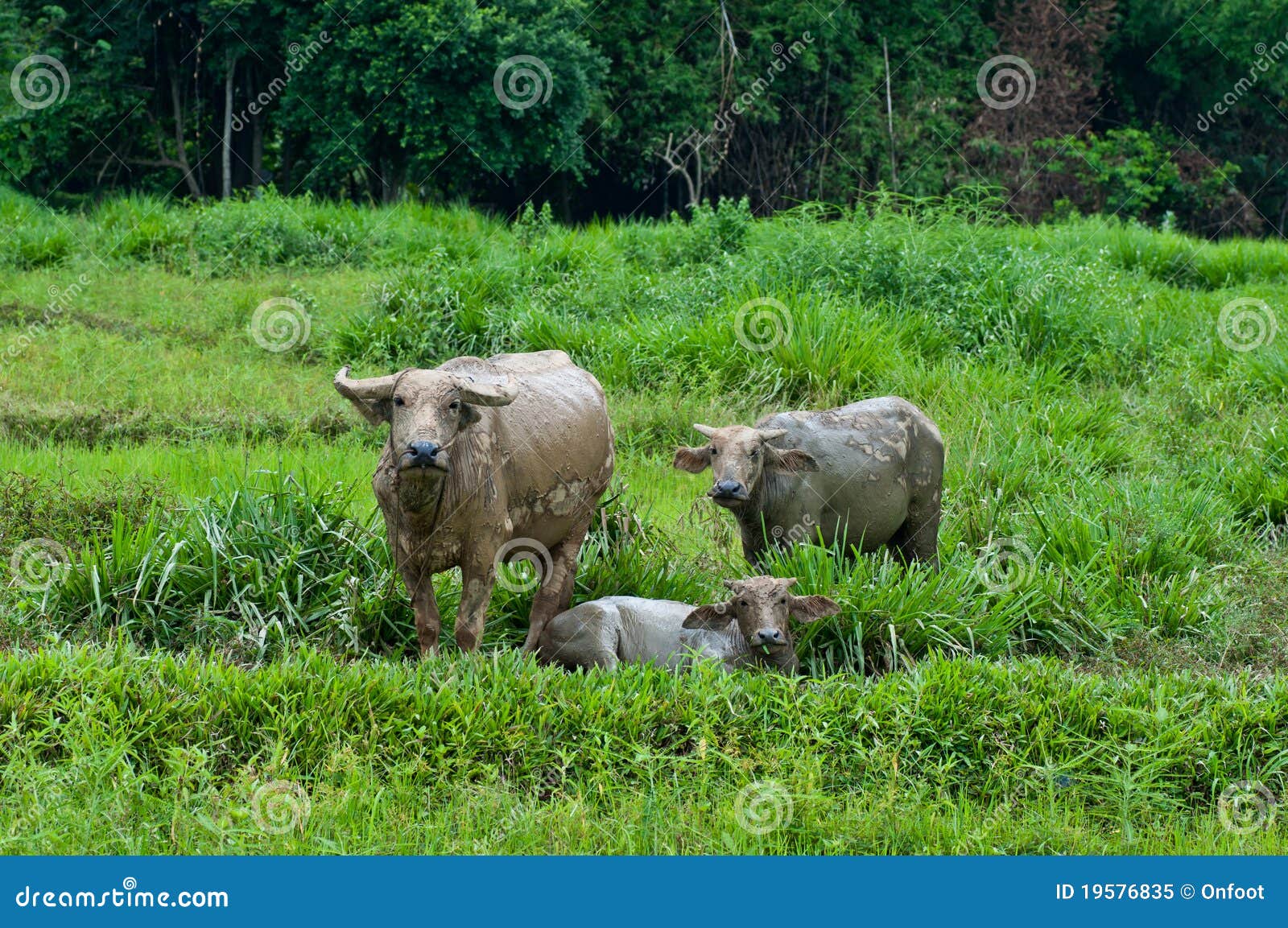 Buffalo family stock image. Image of rope, dirt, dirty - 19576835