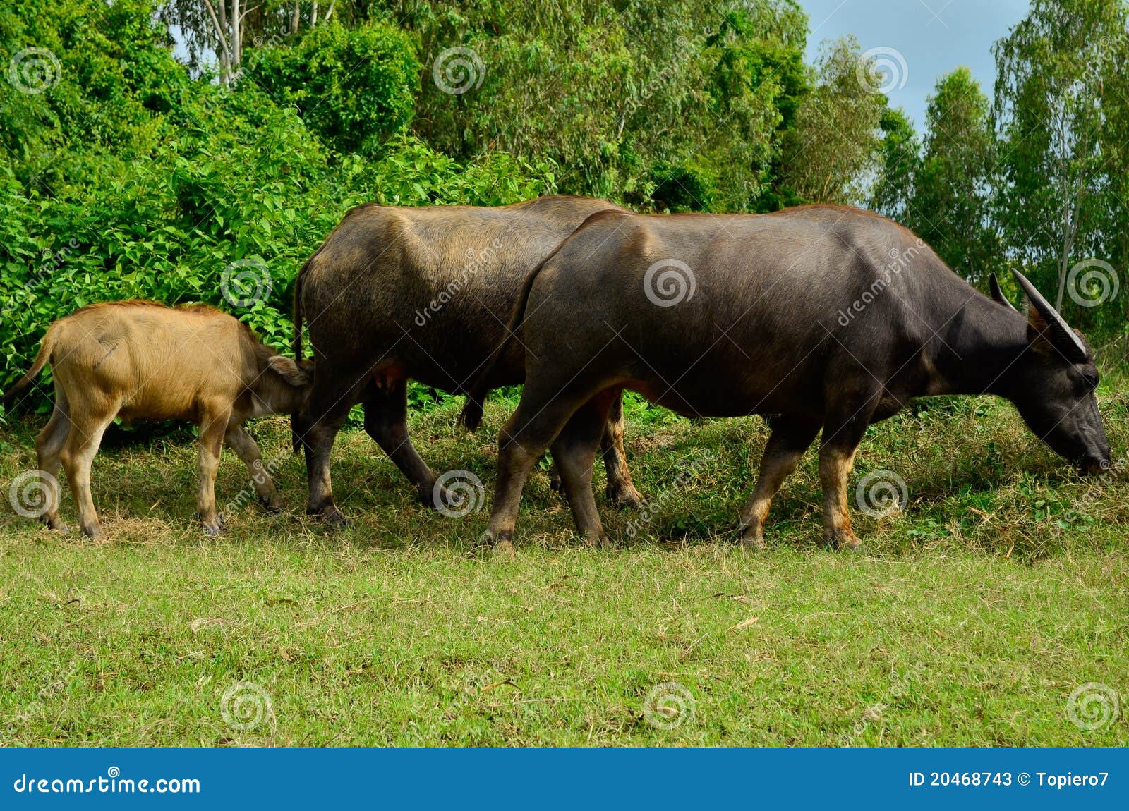 Buffalo Family stock image. Image of domestic, family - 20468743