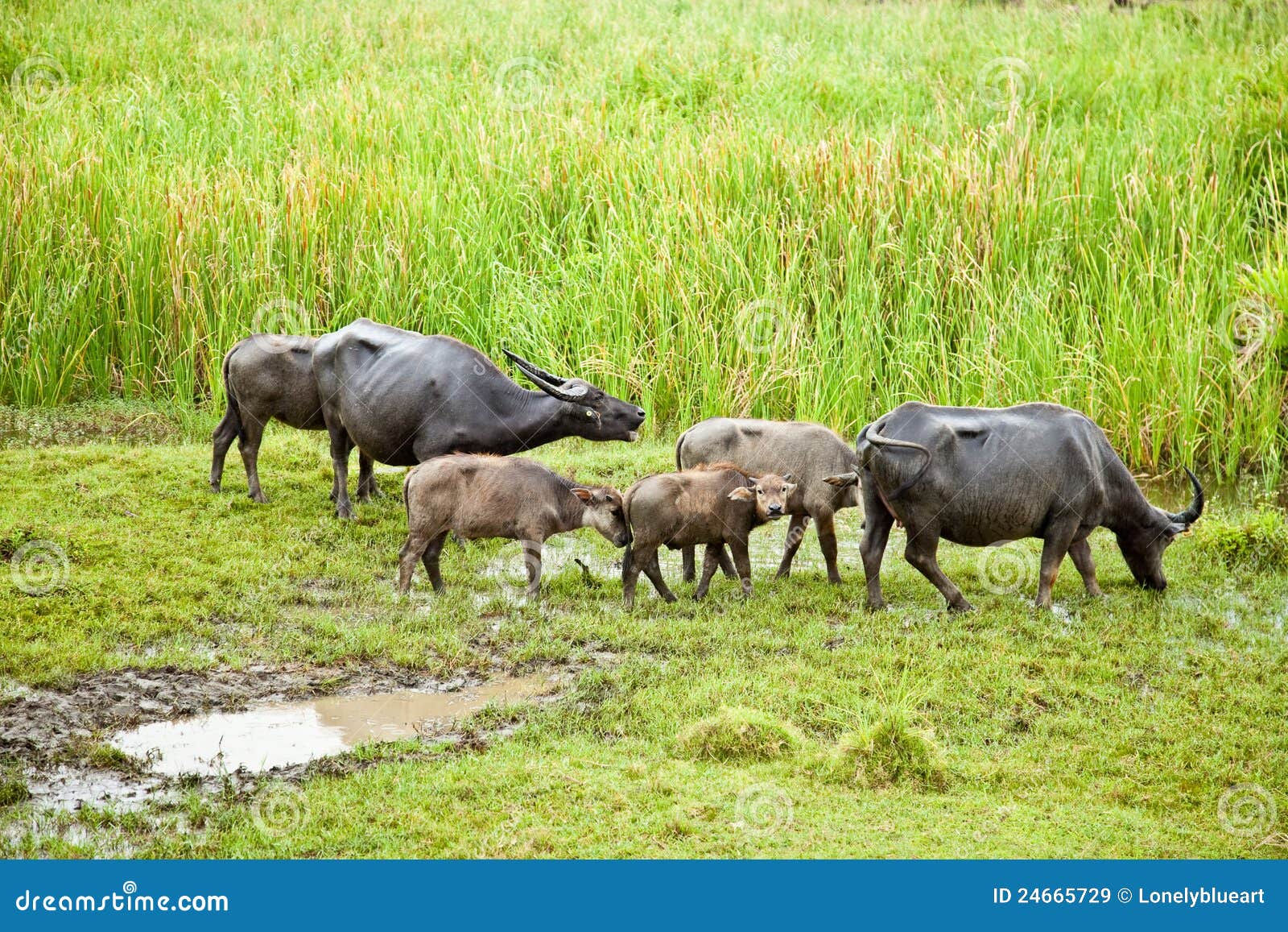 The buffalo family stock image. Image of animal, asia - 24665729