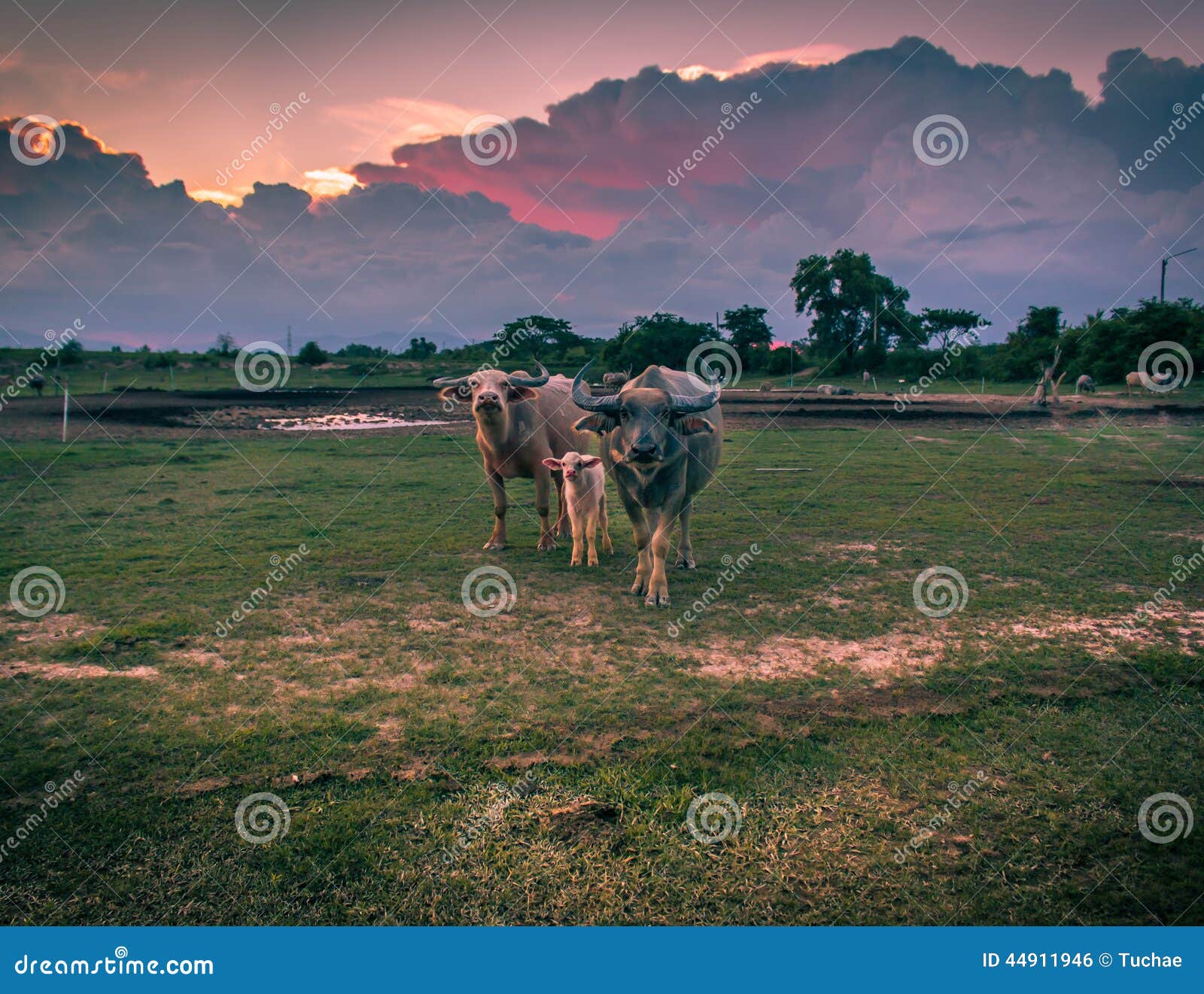 A buffalo family stock photo. Image of large, care, animal - 44911946