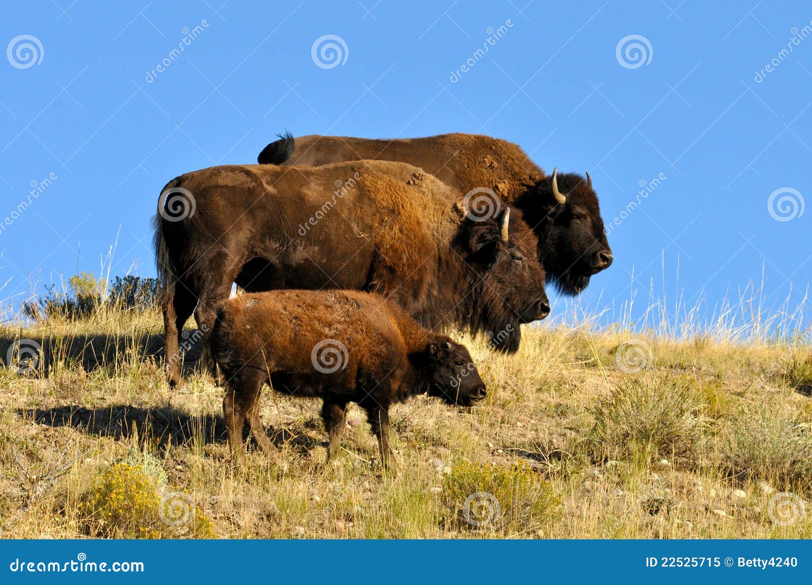 Buffalo Family Standing on a Hillside. Stock Image - Image of bison ...