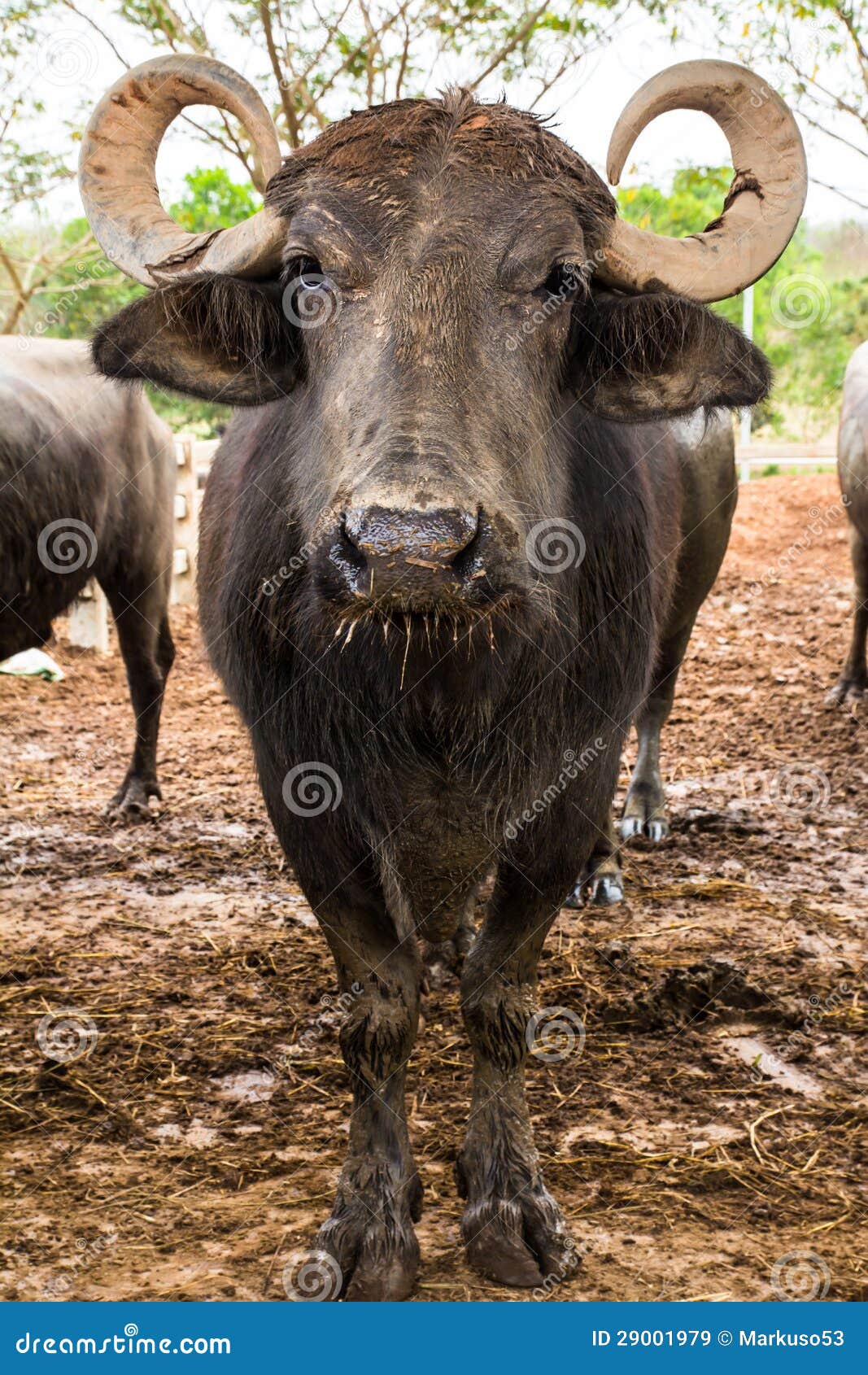Buffalo in farm stock image. Image of farming, murrah - 29001979