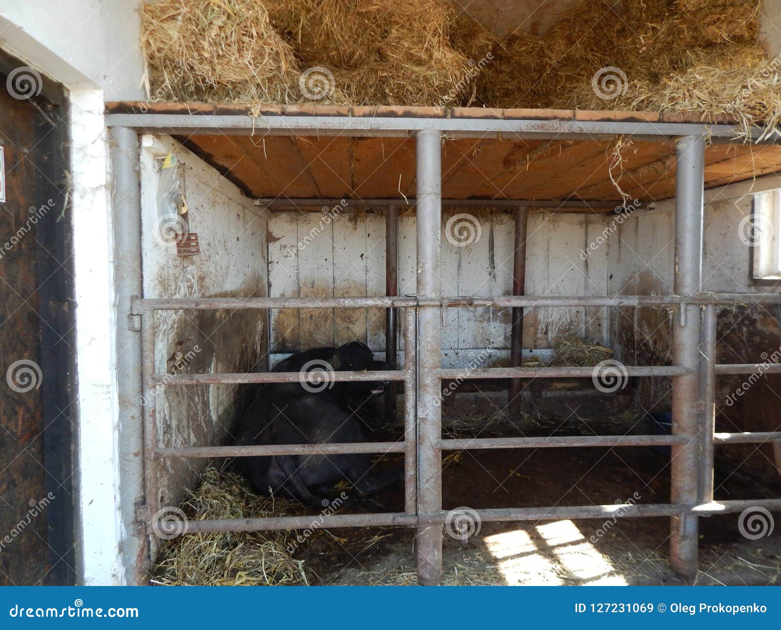 Buffalo Farm, Buffaloes Grazing in Open-air Stock Image - Image of farm ...