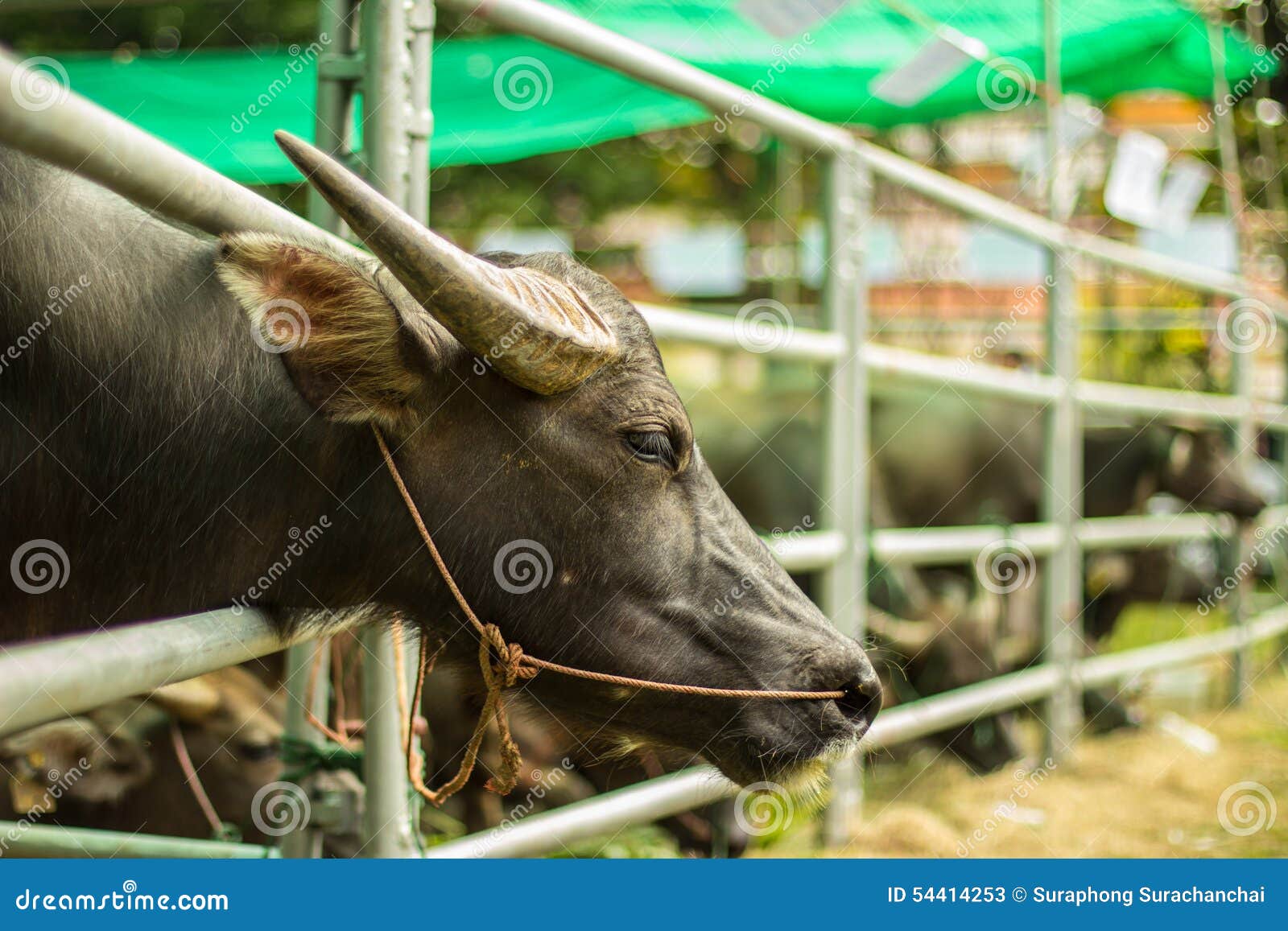 Buffalo in the farm stock image. Image of animal, drink - 54414253