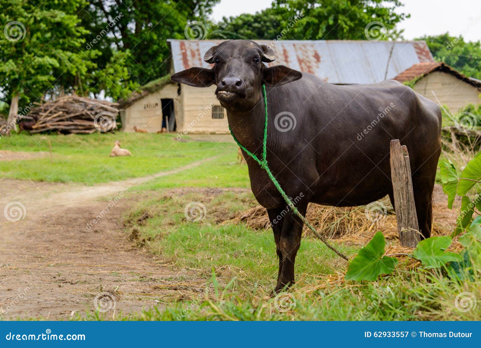 Buffalo in a farm stock image. Image of grass, single - 62933557