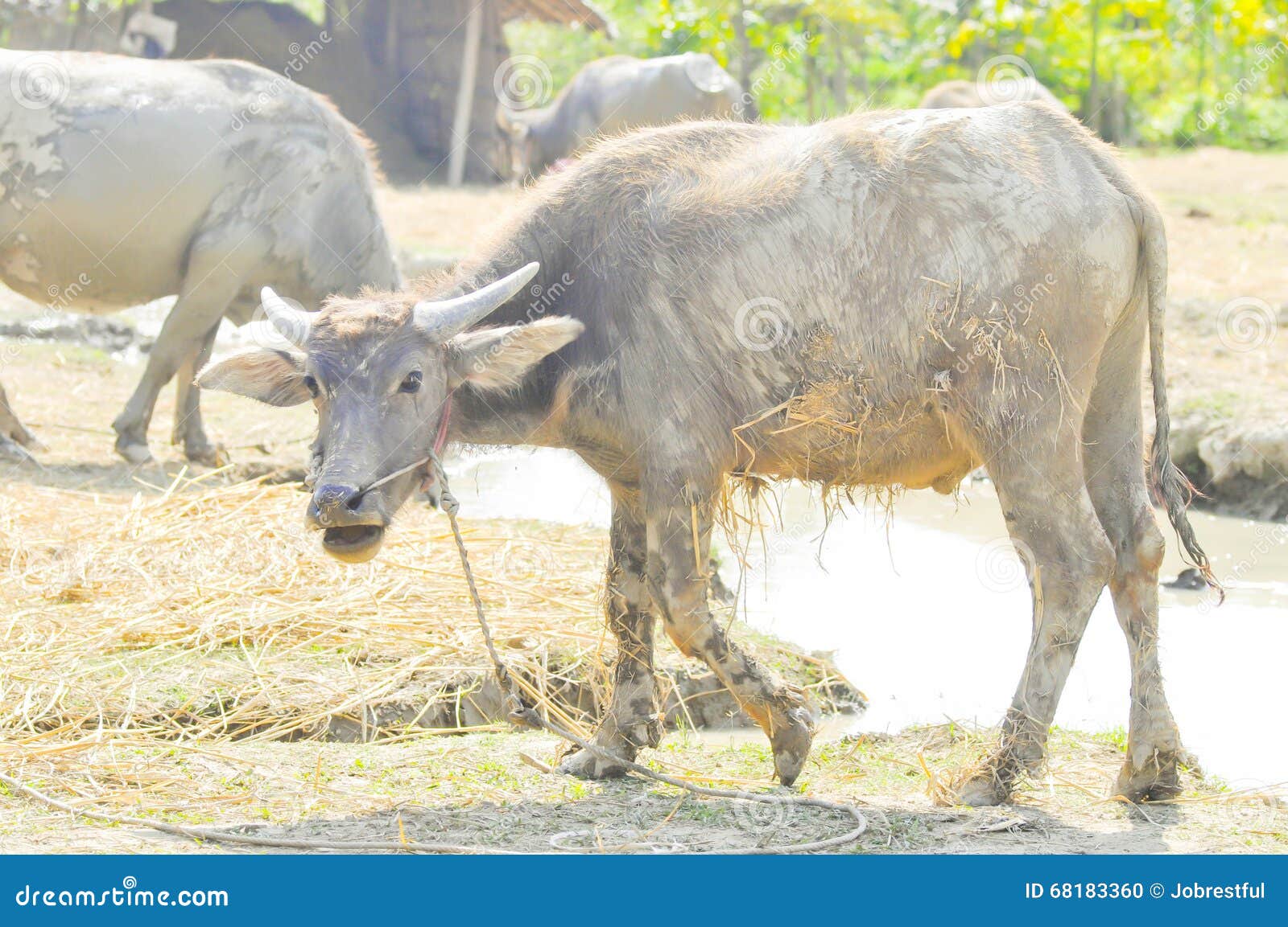 Buffalo on the farm stock photo. Image of buffalo, farm - 68183360