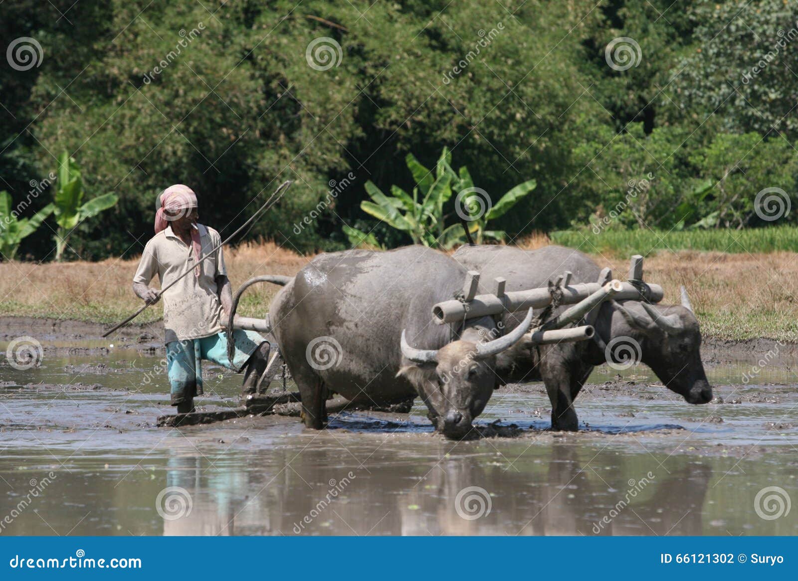 Buffalo editorial photography. Image of indonesia, buffalo - 66121302