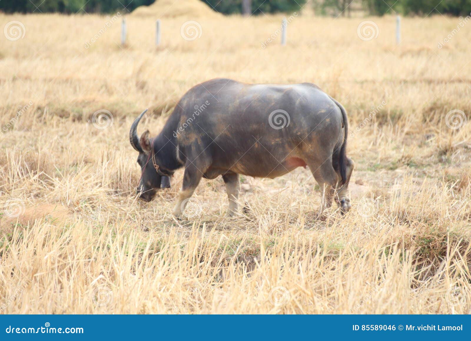 Buffalo Feeding Natural Foods Stock Photo - Image of water, group: 85589046
