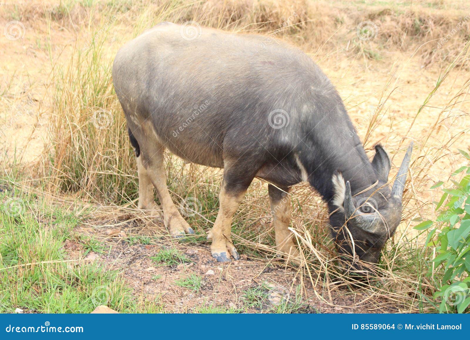 Buffalo Feeding Natural Foods Stock Photo - Image of nature, mammal ...