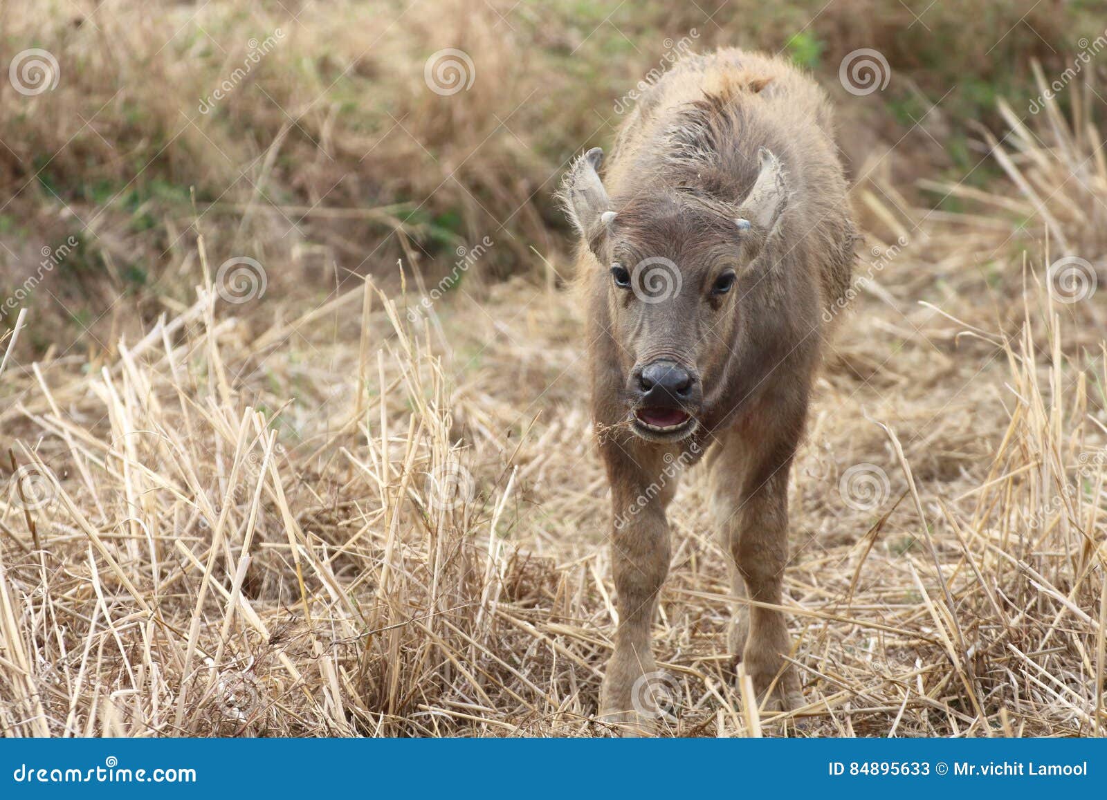 Buffalo Feeding Natural Foods Stock Image - Image of thailand ...