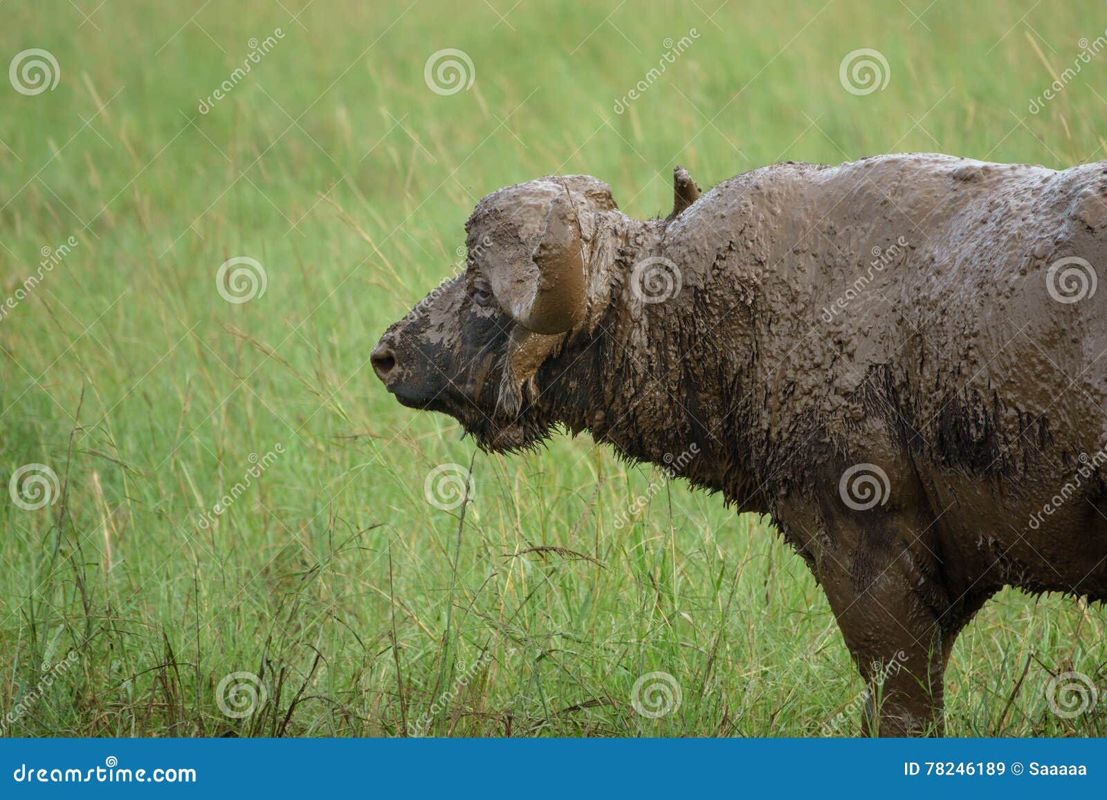 Buffalo in the Field with Mud, Side View Stock Image - Image of mammal ...