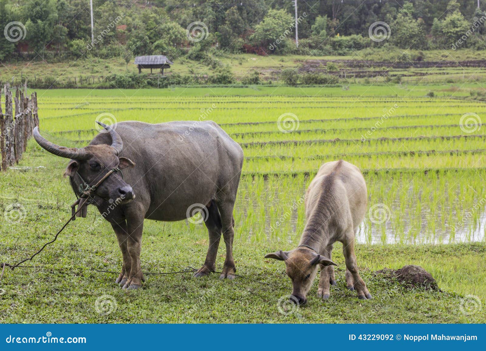 Buffalo in field stock photo. Image of outdoor, cornfield - 43229092
