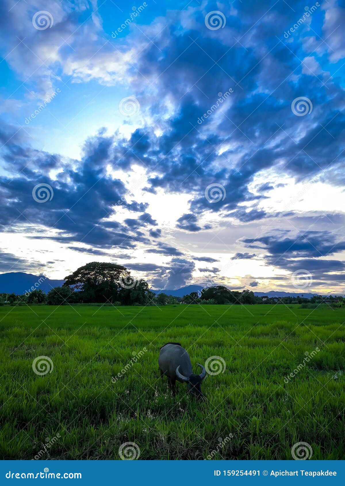 Buffalo in the field stock image. Image of sunset, nature - 159254491