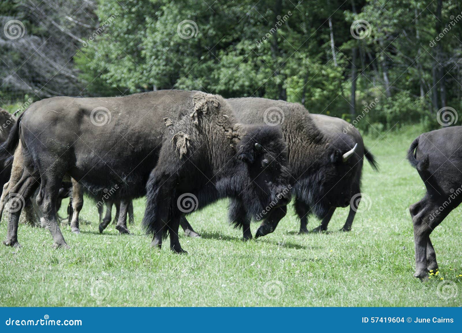 Buffalo stock photo. Image of horns, animal, green, shedding - 57419604