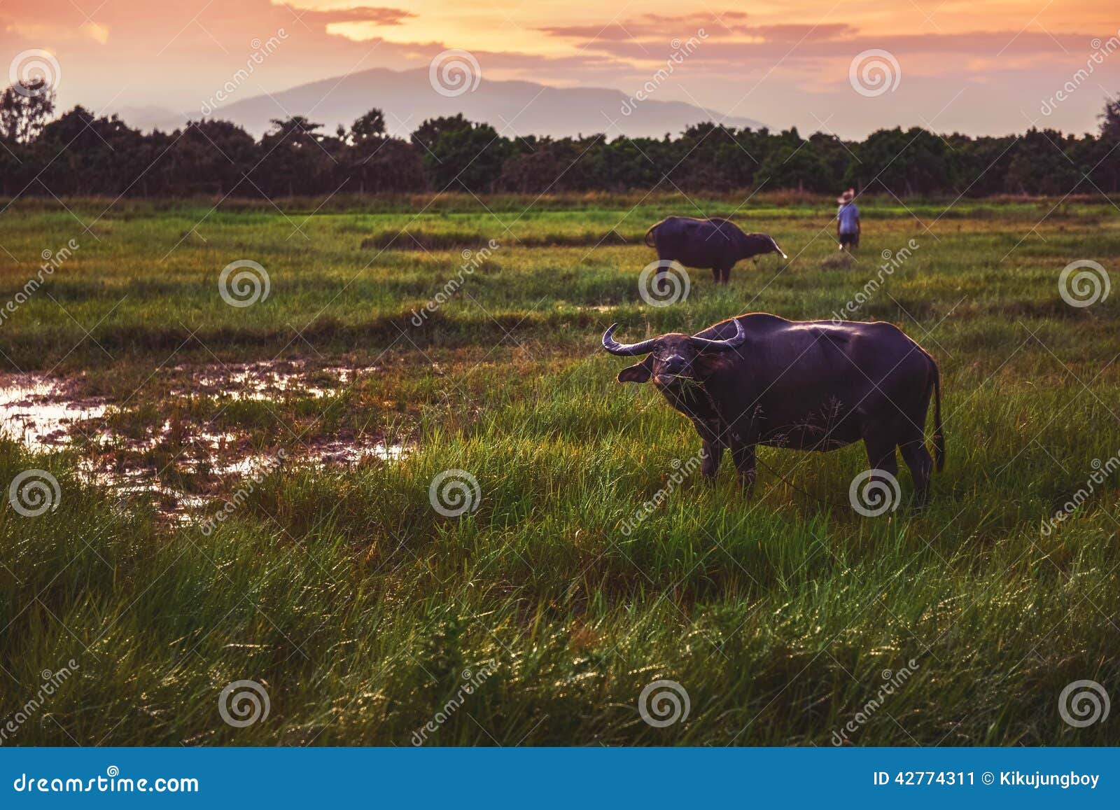 Buffalo in a Field and Sunset Stock Image - Image of bison, landscape ...