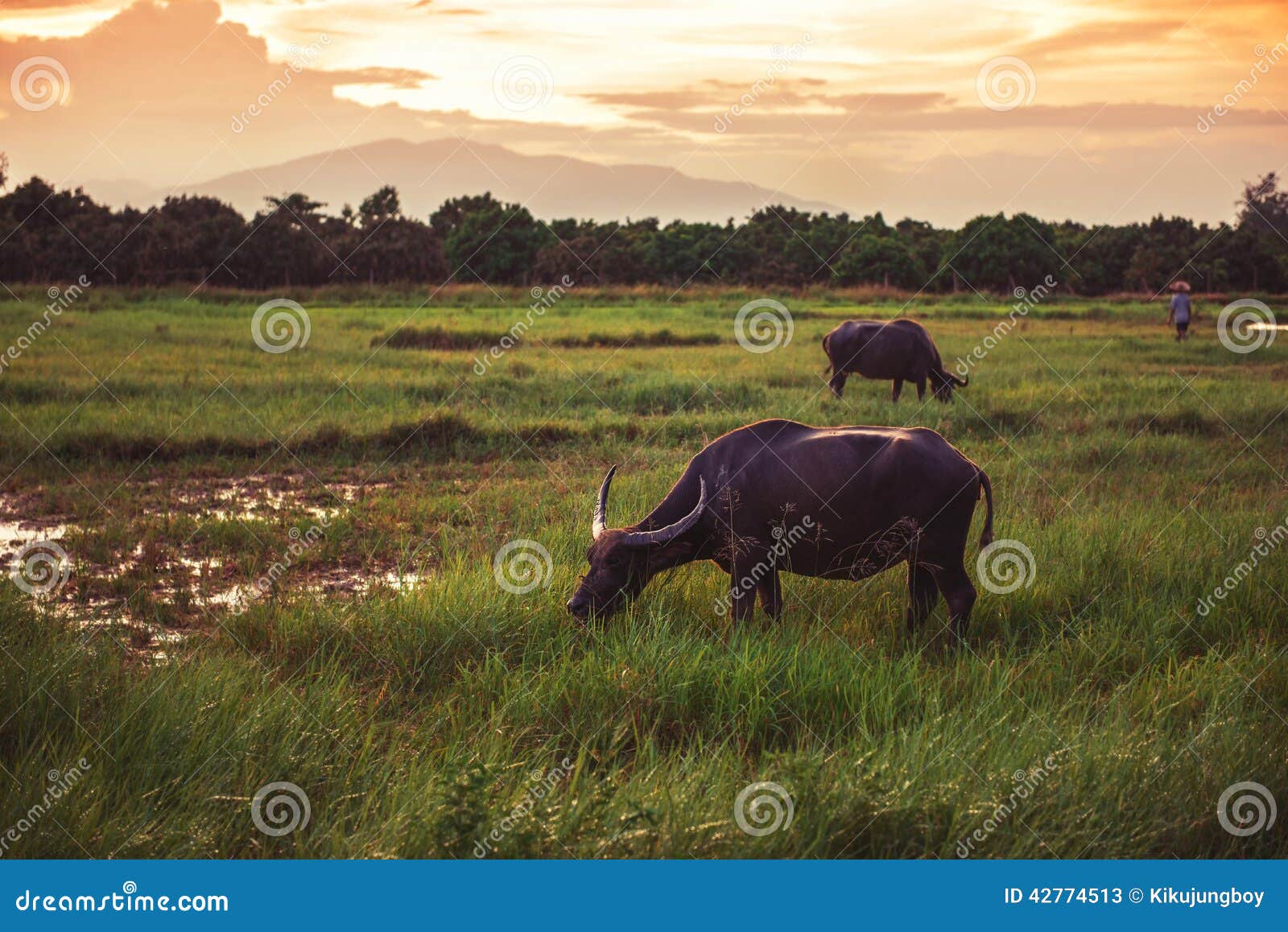Buffalo in a Field and Sunset Stock Image - Image of asian, africa ...
