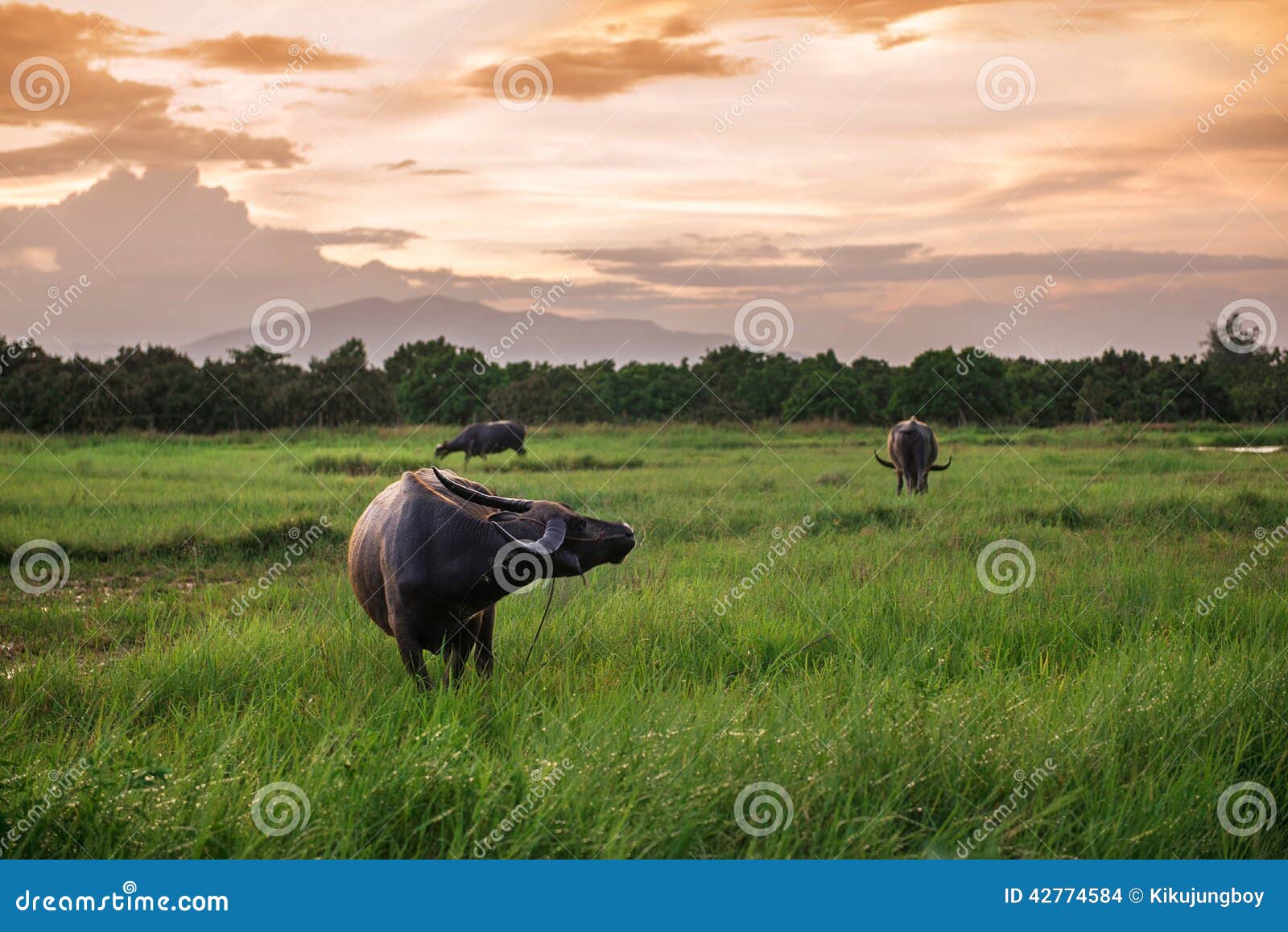 Buffalo in a Field and Sunset Stock Photo - Image of safari, mountain ...