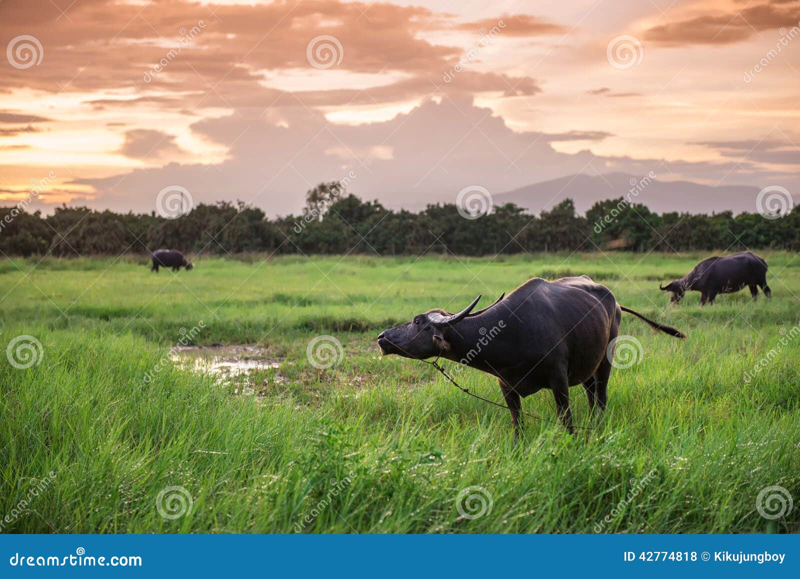 Buffalo in a Field and Sunset Stock Photo - Image of black, close: 42774818