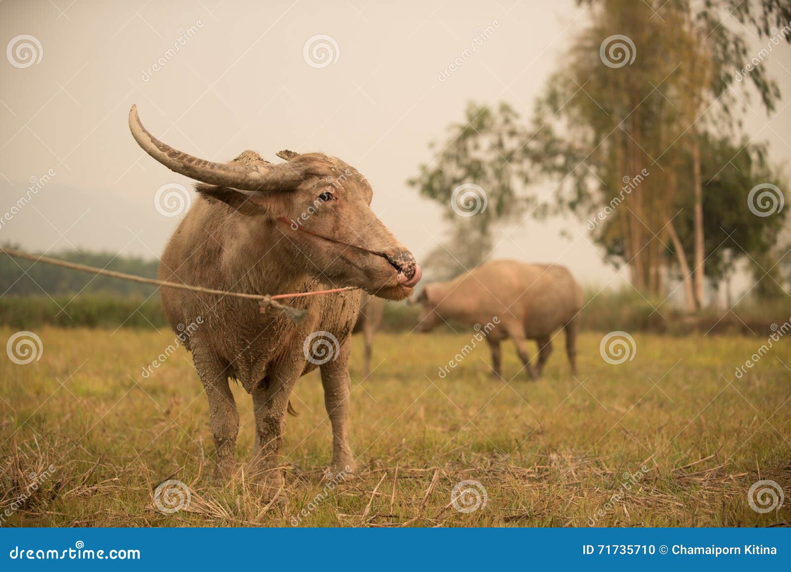 Buffalo in field stock photo. Image of heavy, grass, buffalos - 71735710
