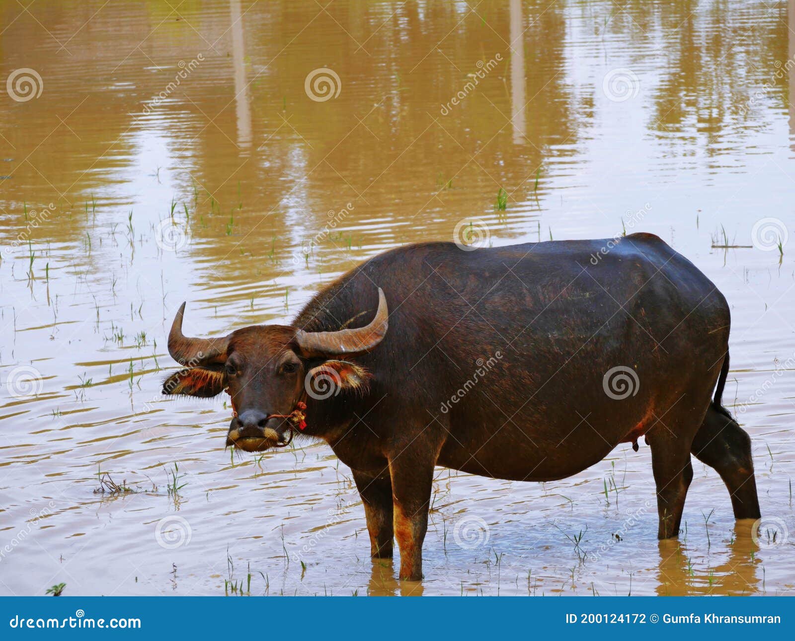 Buffalo in the fields stock photo. Image of field, agriculture - 200124172