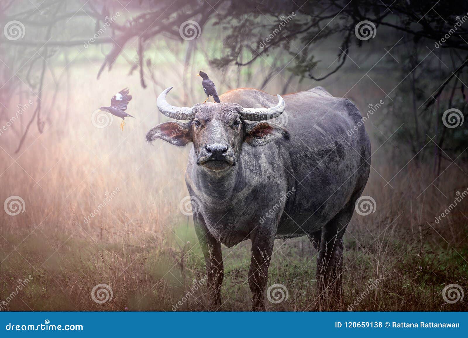 Buffalo in the fields. stock photo. Image of nature - 120659138