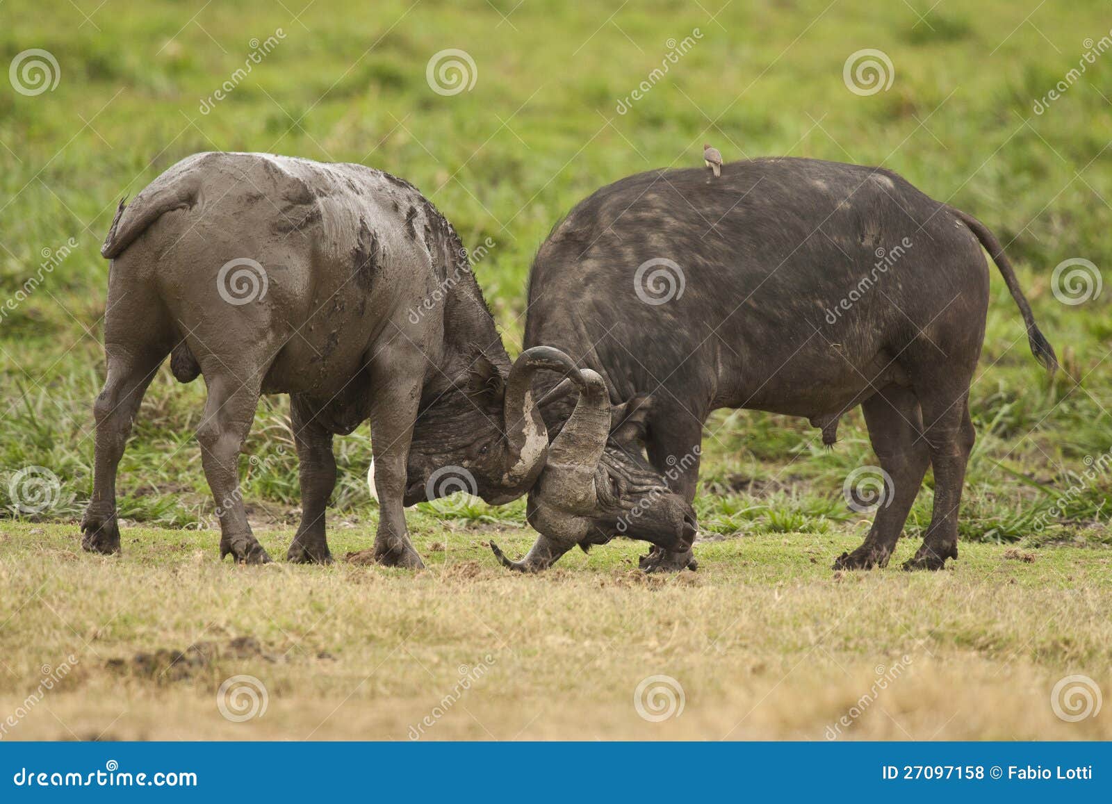 Buffalo fighting stock photo. Image of wild, horn, bull - 27097158