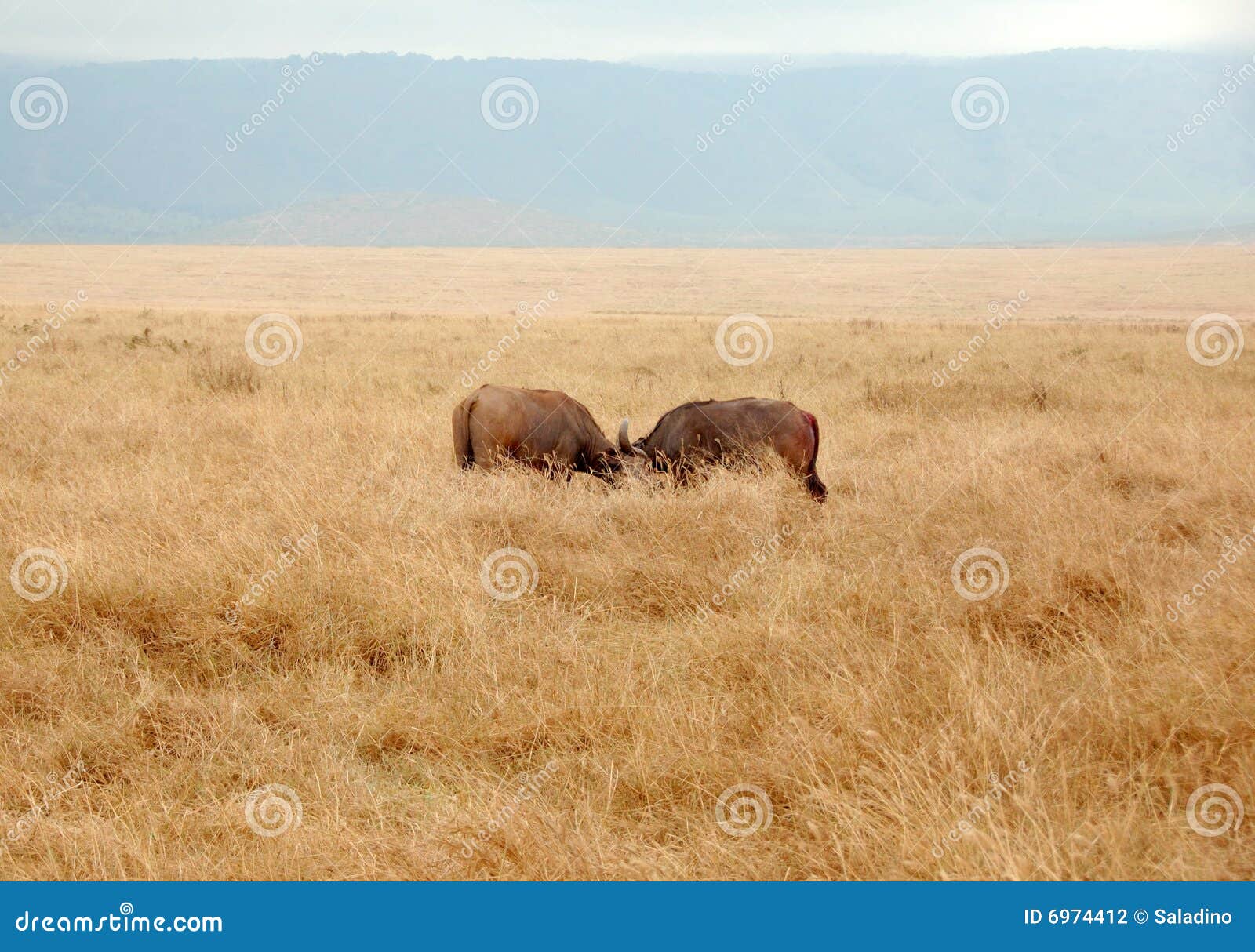Buffalo fighting stock photo. Image of savanna, mammal - 6974412