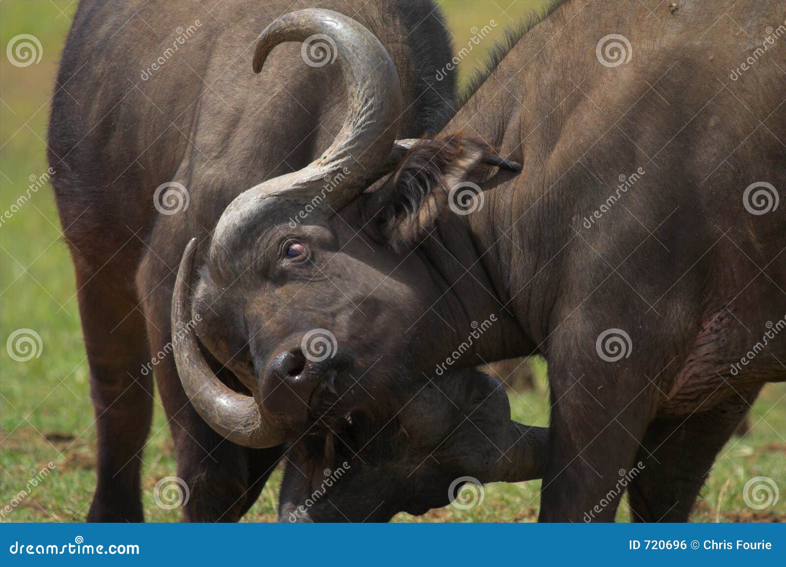 Buffalo Fighting stock photo. Image of horn, travel, huge - 720696