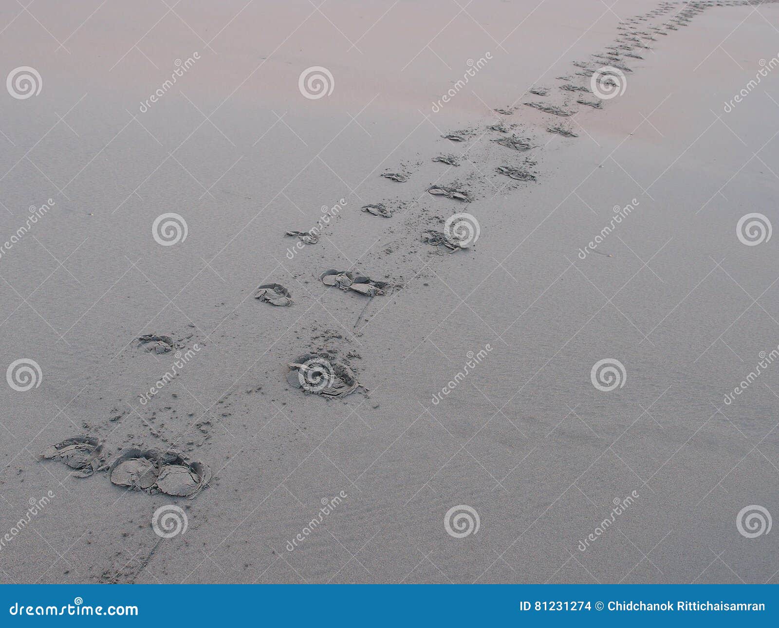 Buffalo Foot Prints on Sand Stock Photo - Image of trace, buffalo: 81231274