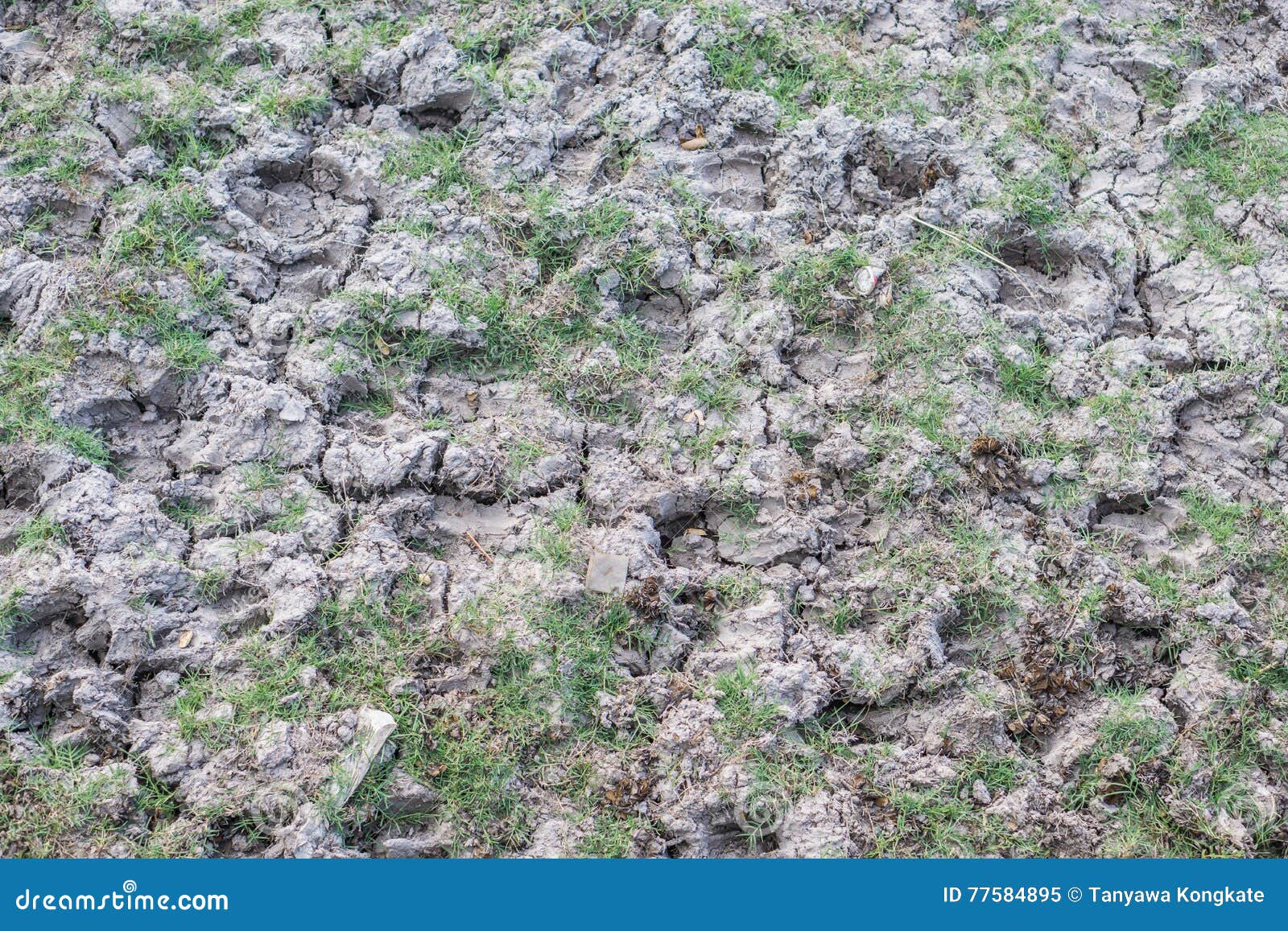 Buffalo Footprints on Dry Muddy Ground Stock Image - Image of outdoor ...
