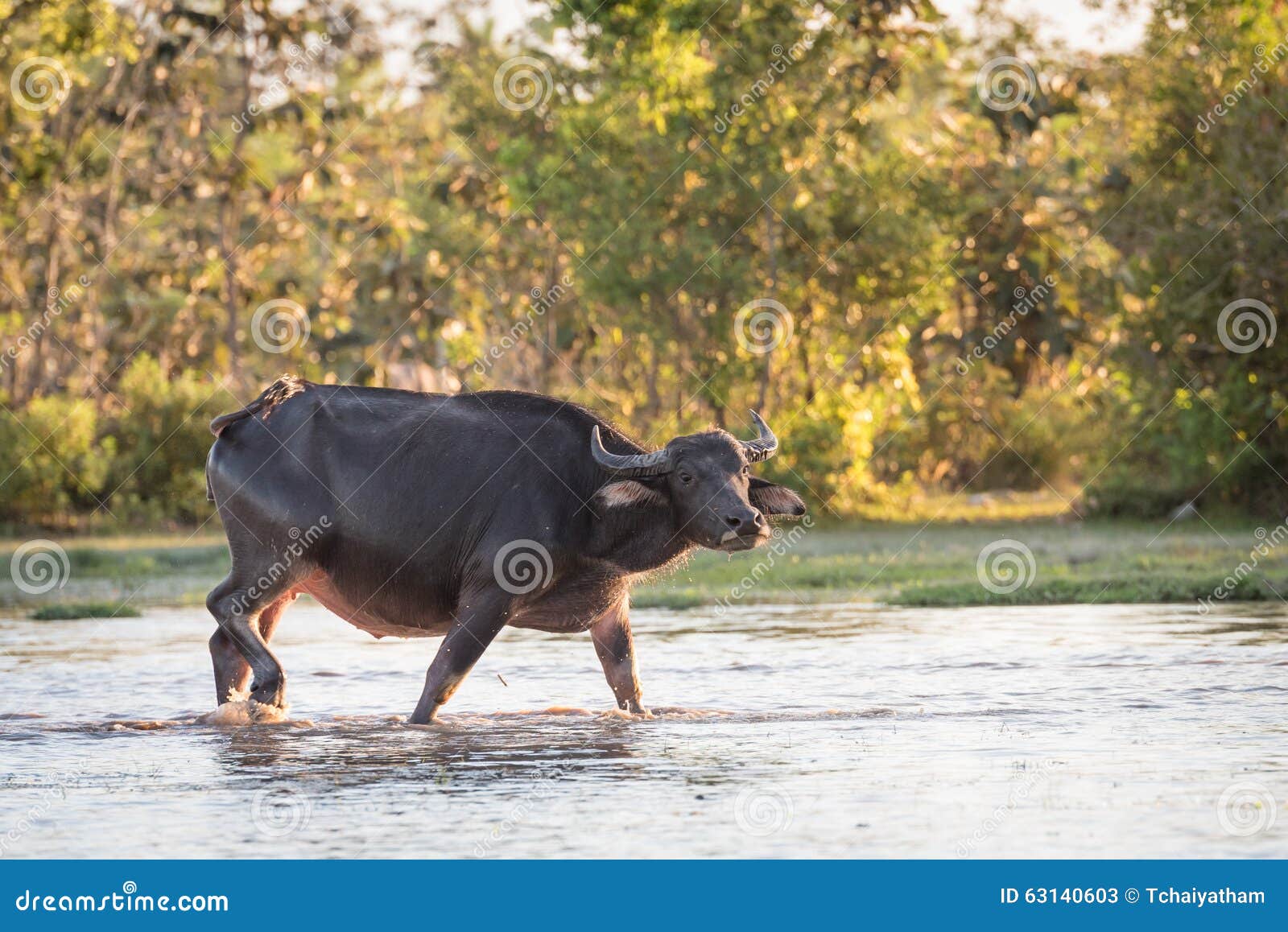 Buffalo Fording a River in Thailand Stock Image - Image of meadow ...