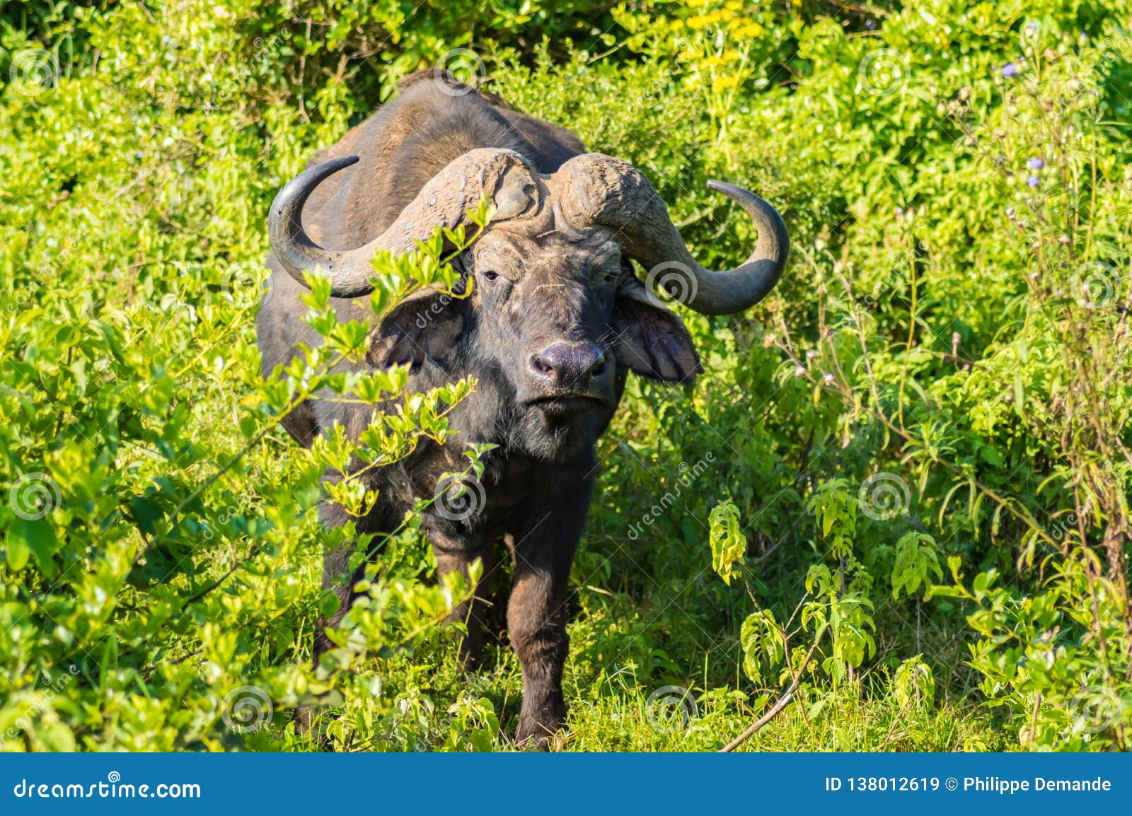 Buffalo in the forest stock image. Image of wild, caffer - 138012619
