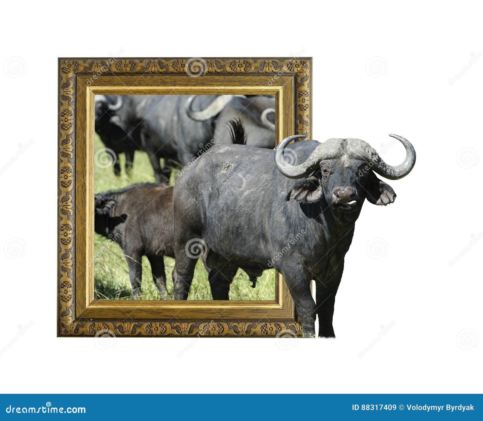 Buffalo in Frame with 3d Effect Stock Image - Image of style, ornate ...