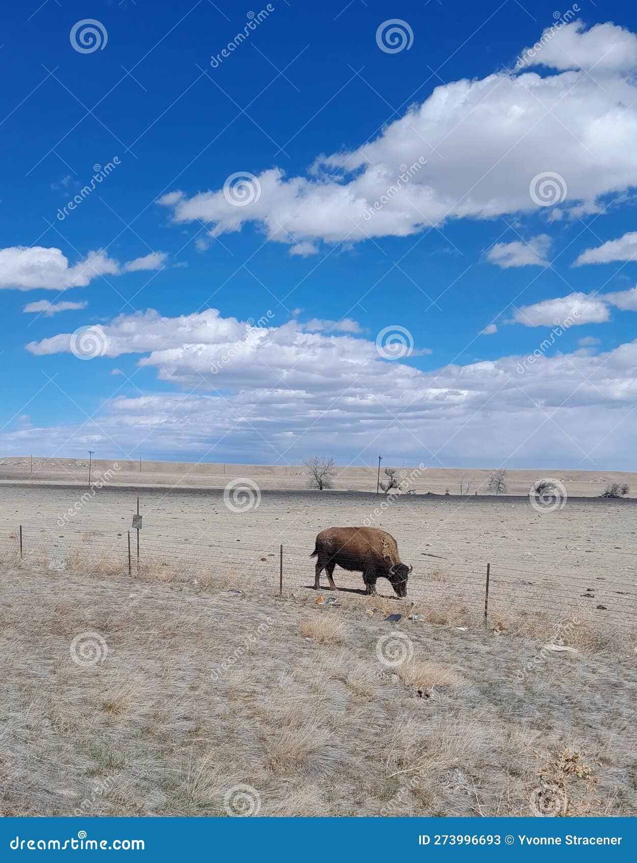 Buffalo on the Frontage Road Colorado Border Stock Image - Image of ...